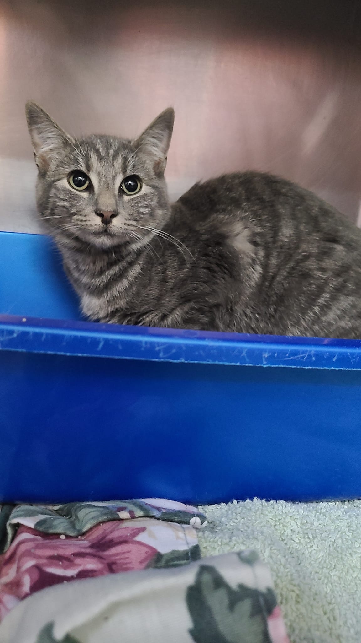 Cats for Adoption in Rockville, Maryland | Alpha Paw