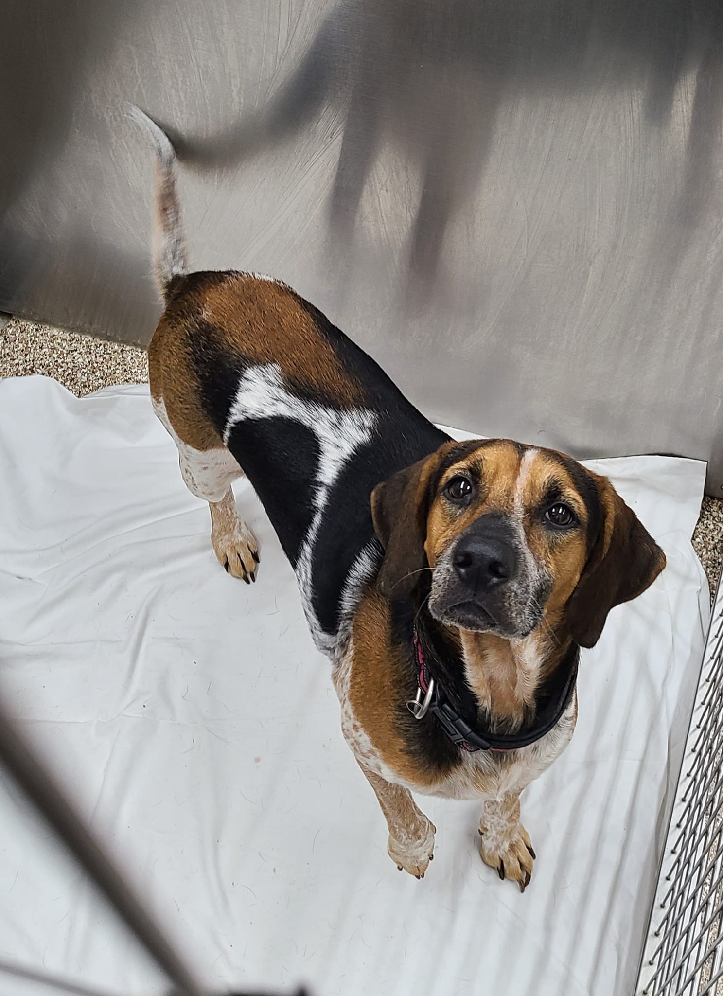 Dog adoption in Martinsburg, WV 25405: Coonhound (short coat) Dog "Moo"