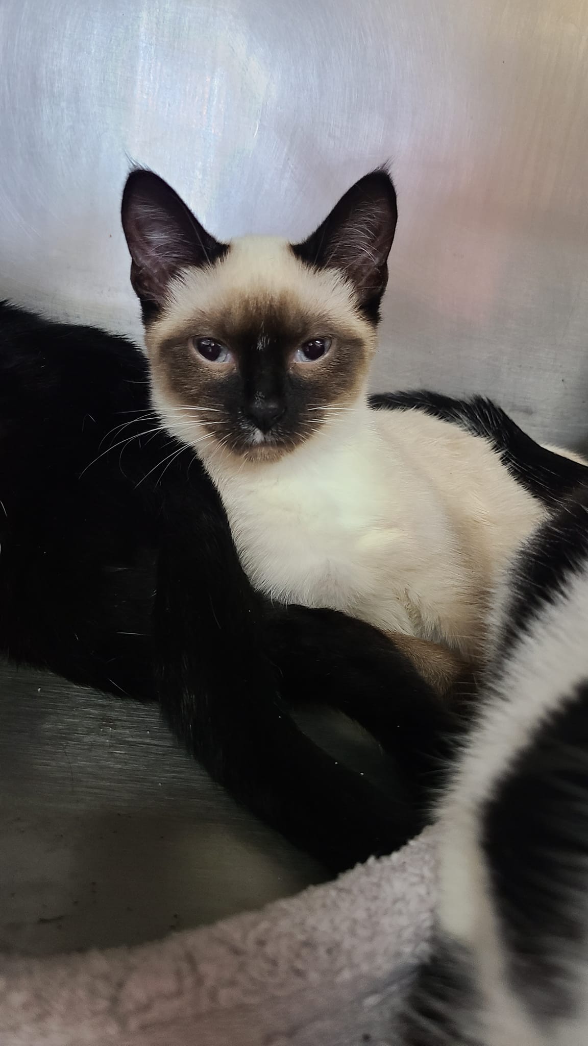 Cats for Adoption in Bowling Green, Maryland | Alpha Paw