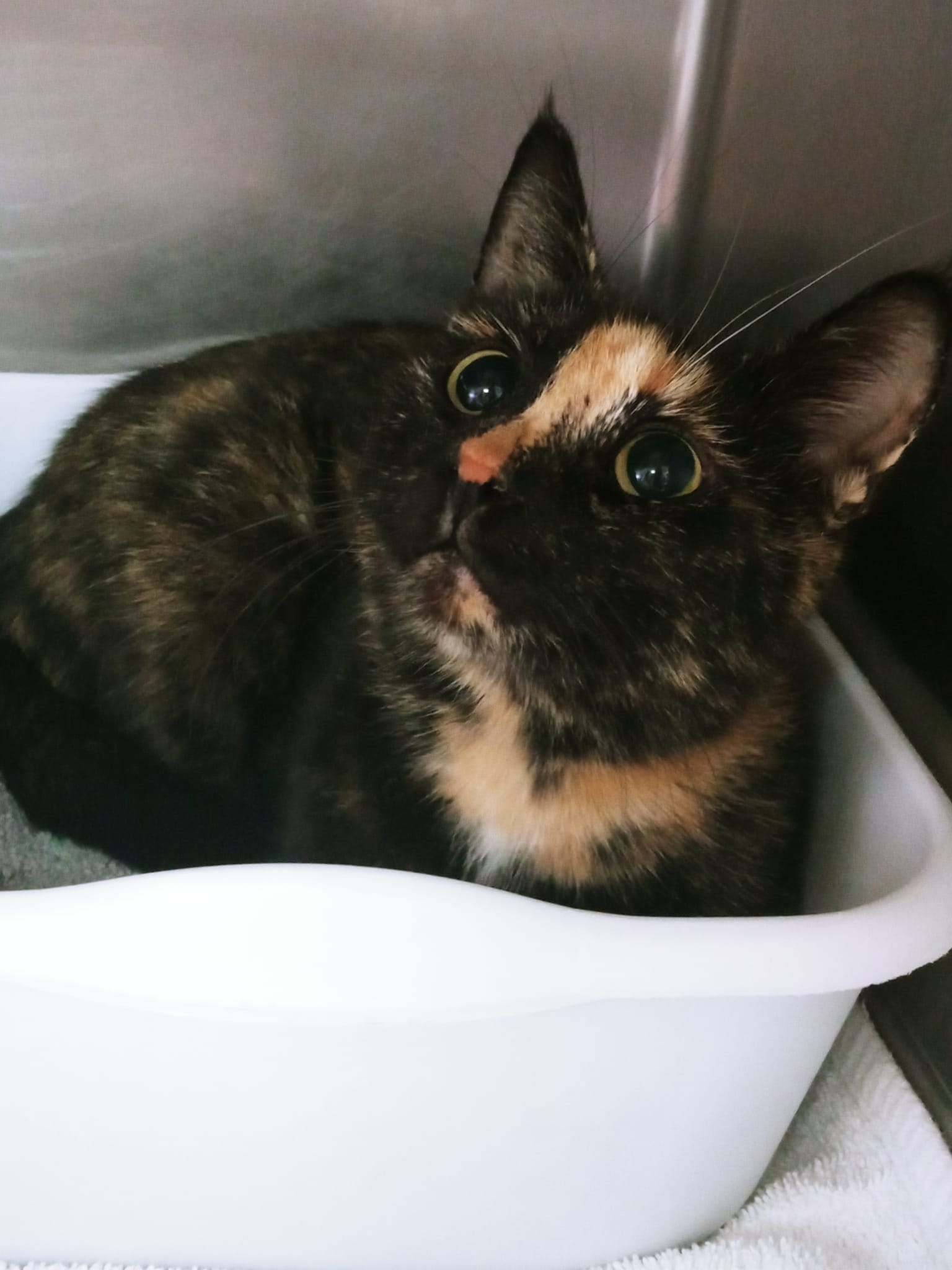 Cats for Adoption in City Of Winchester, Virginia | Alpha Paw