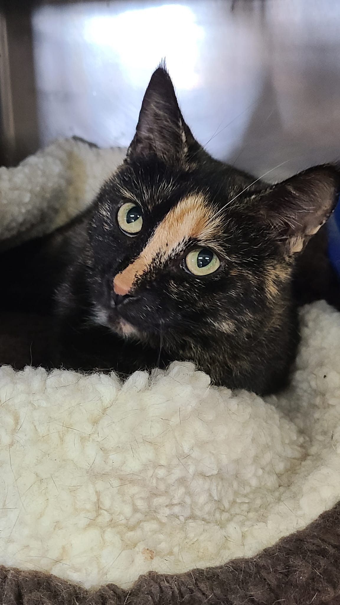 Cats for Adoption in City Of Winchester, Virginia | Alpha Paw