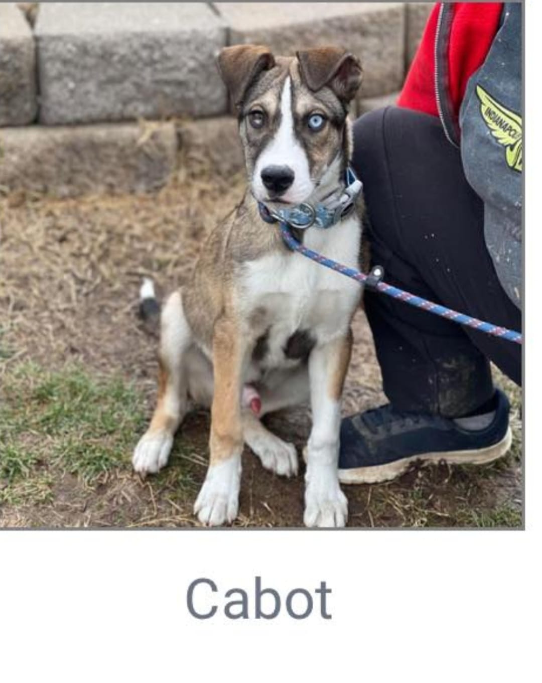 Dog for Adoption - Cabot, a German Shepherd Dog in Dulles Town Center ...