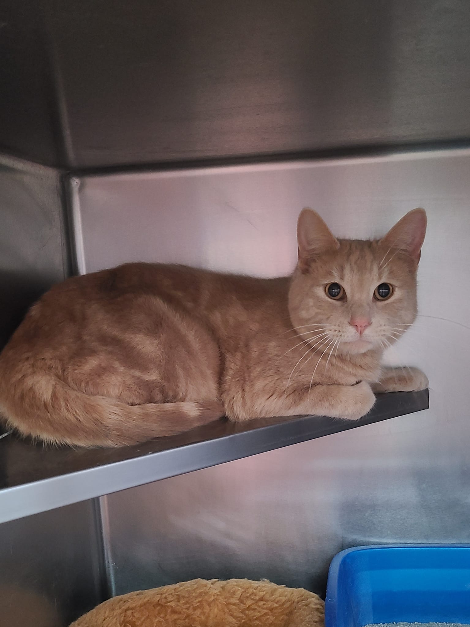 Cats for Adoption in Emmitsburg, Maryland | Alpha Paw