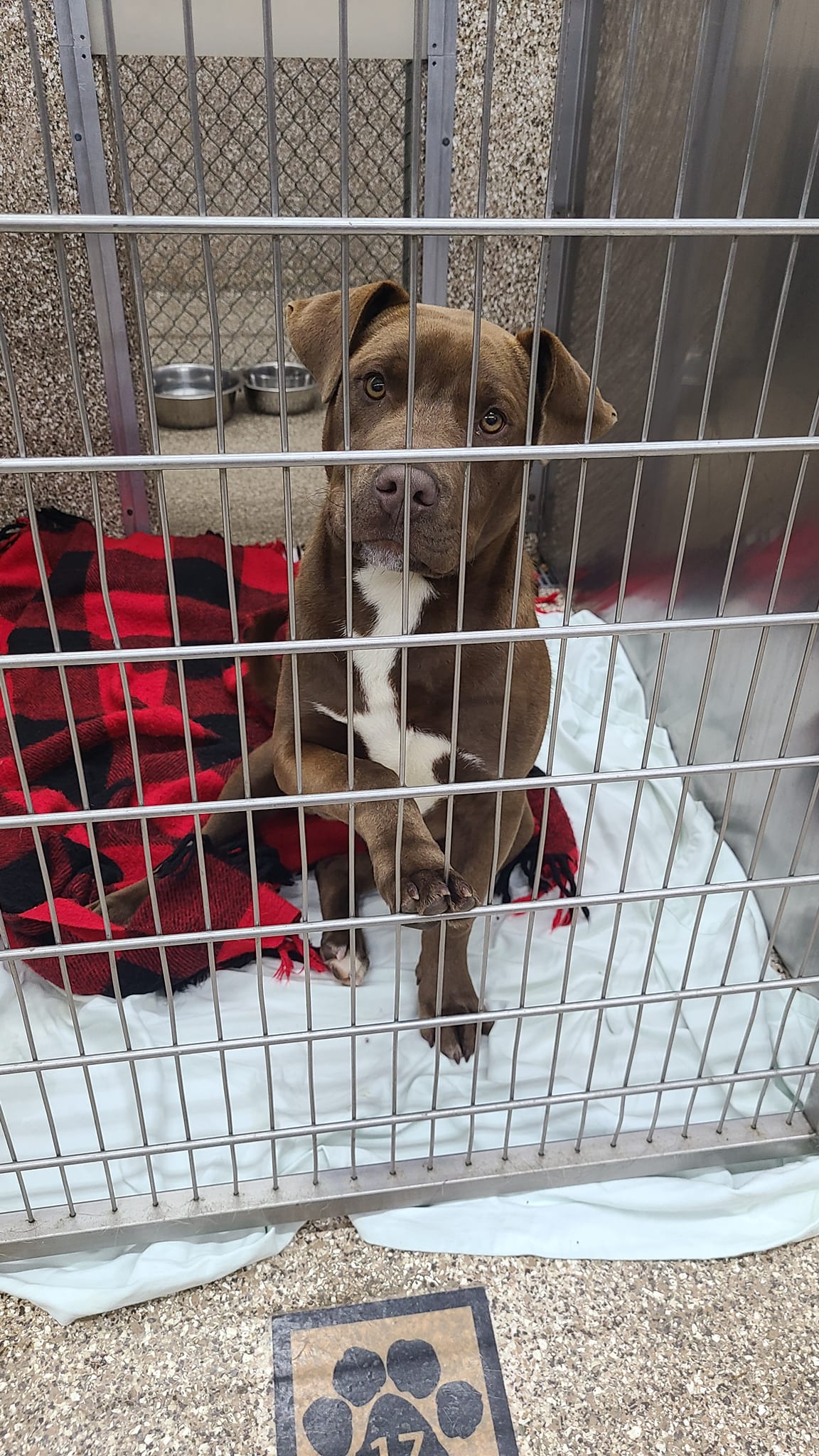 Dog for Adoption - Gage, a Chocolate Labrador Retriever in Montgomery ...