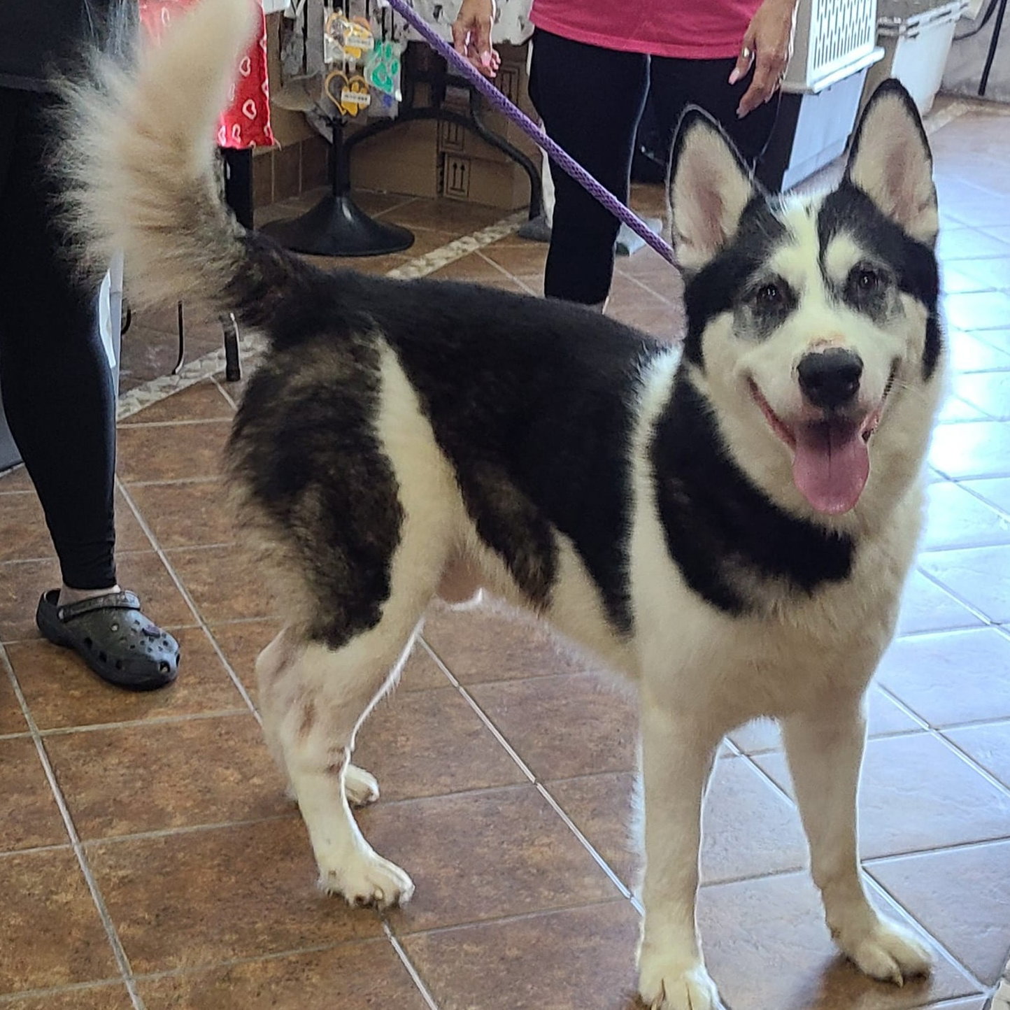 Dog for Adoption - Oscar, a Alaskan Malamute in Berkeley County, WV ...
