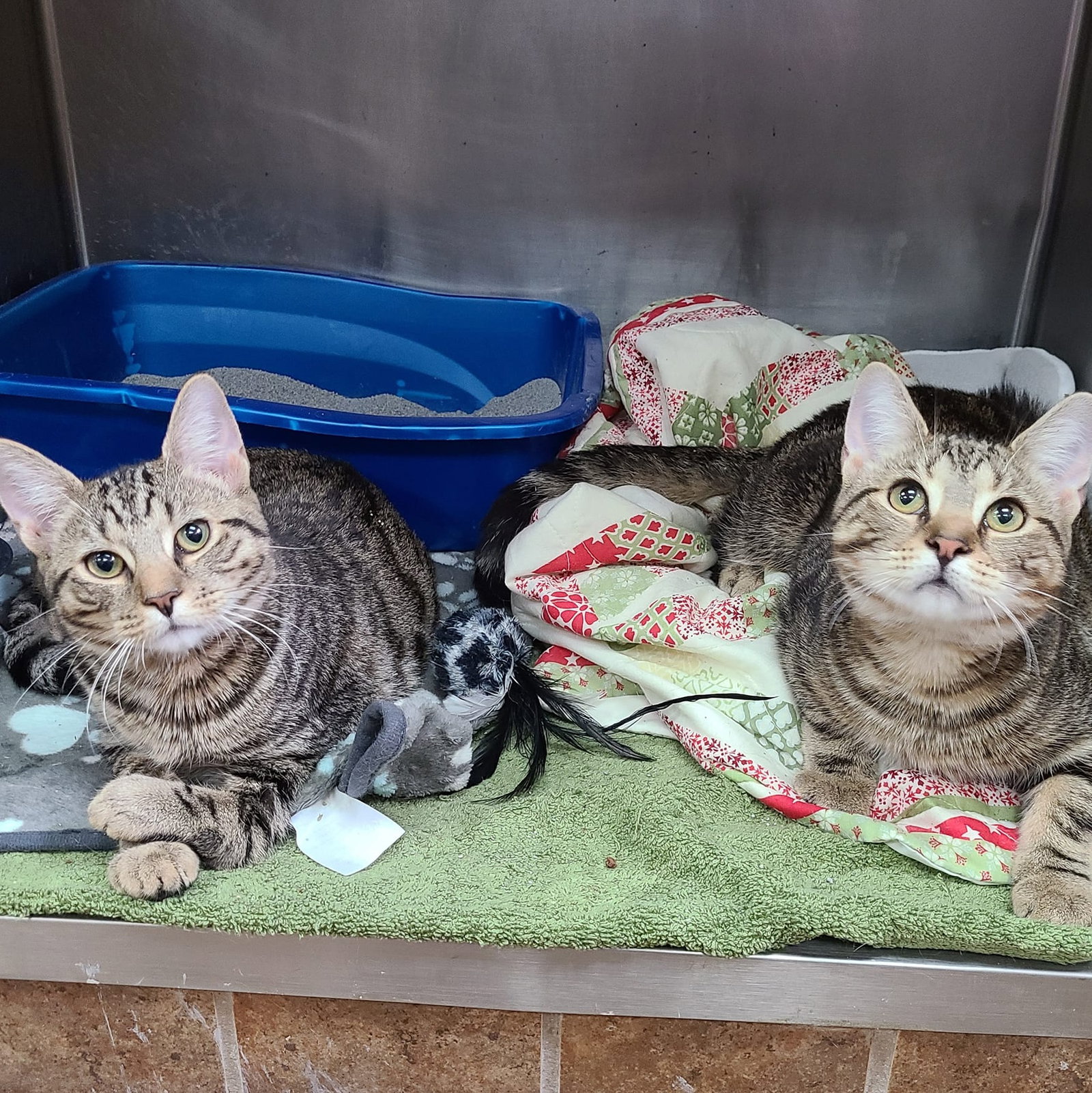 Cats for Adoption in Hagerstown, Maryland | Alpha Paw