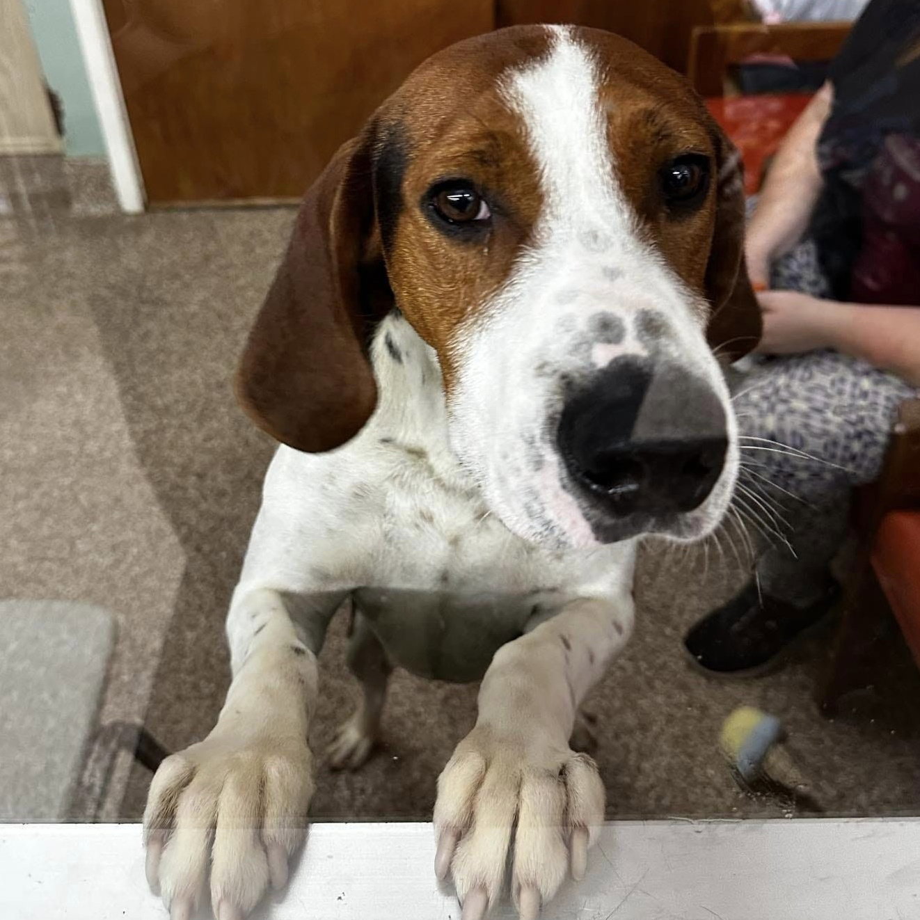 Dog for Adoption - Elvis, a Hound in Warrenton, VA | Alpha Paw