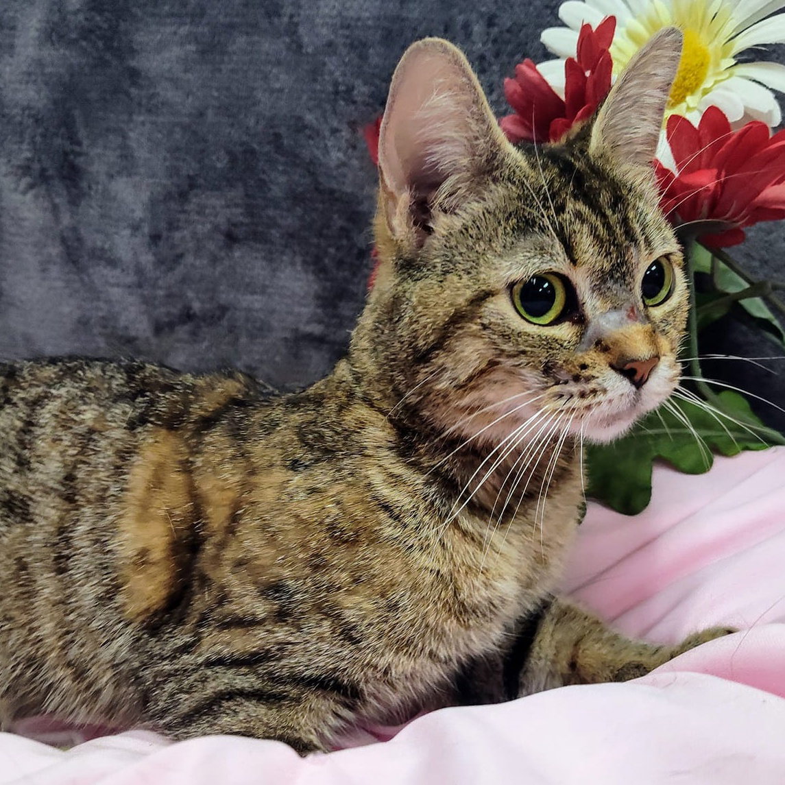 Cats for Adoption in Loudoun County, Virginia | Alpha Paw
