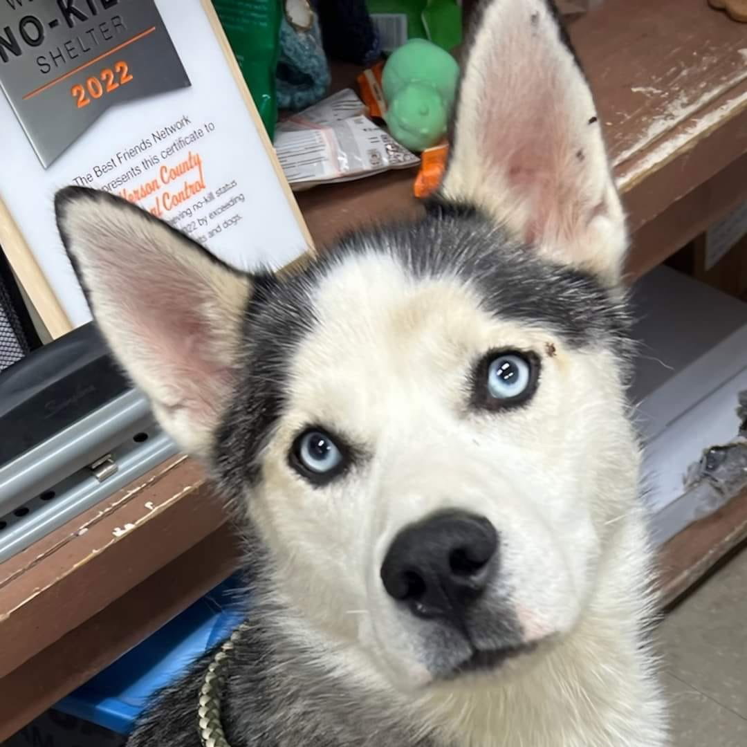 Dog for Adoption - Steele, a Husky in City Of Winchester, VA | Alpha Paw