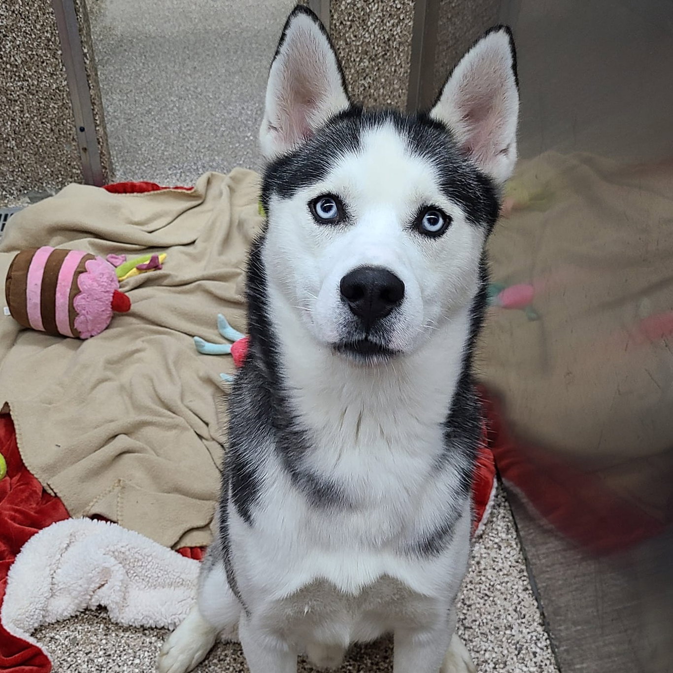 Dog for Adoption - Steele, a Husky in City Of Winchester, VA | Alpha Paw