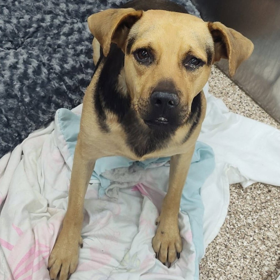 Dog for Adoption - Dozer, a Beagle in Ranson, WV | Alpha Paw