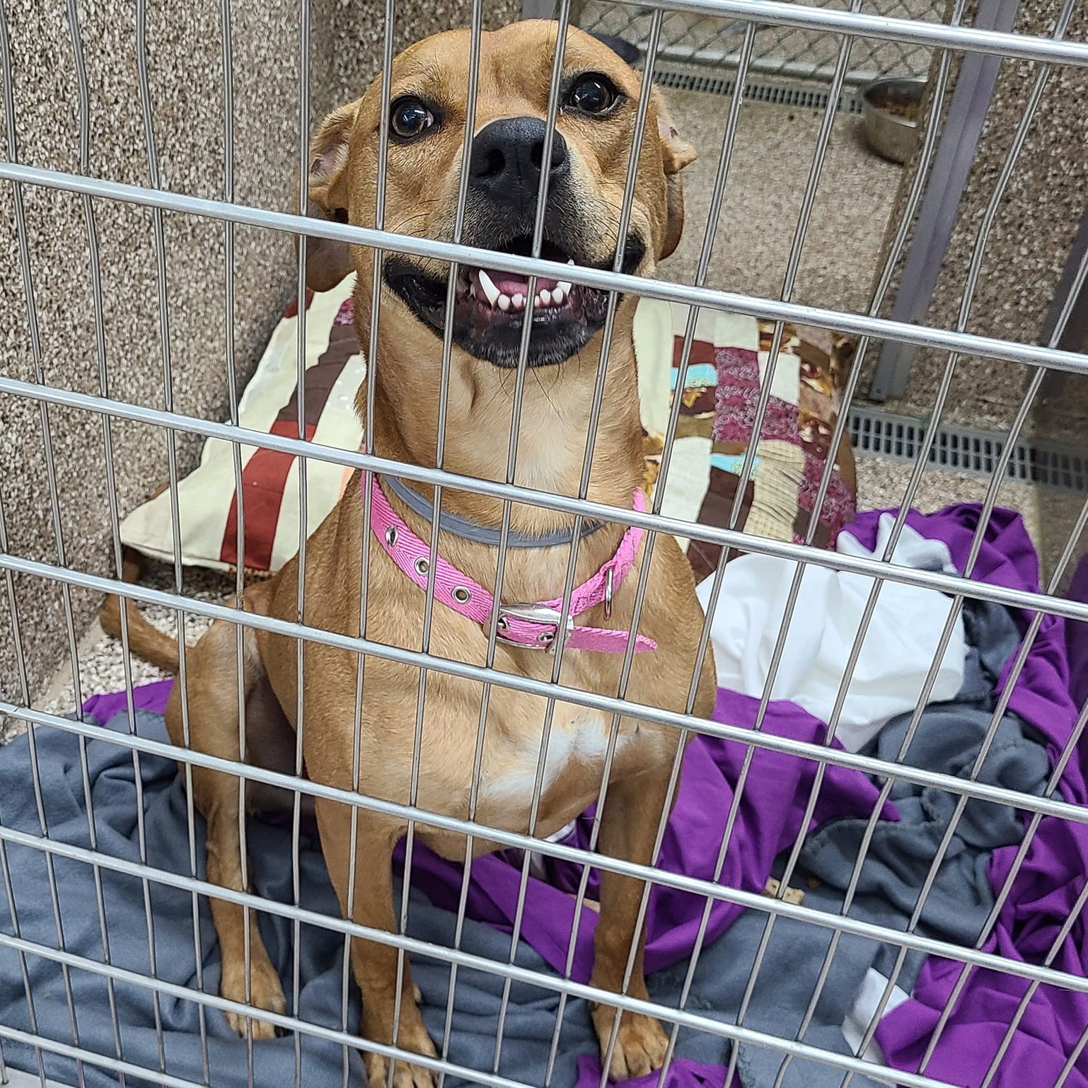 Dog for Adoption - Katara, a Rhodesian Ridgeback in Montgomery Village ...