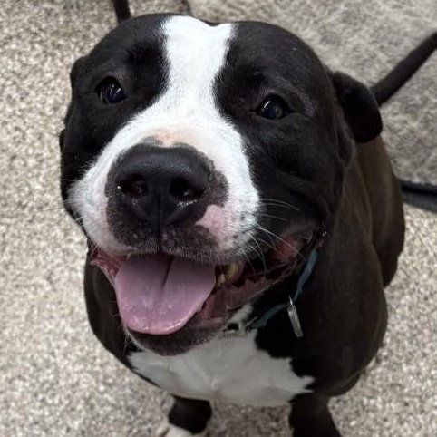 Dog for Adoption - Kobe, a Black Labrador Retriever in Hagerstown, MD ...