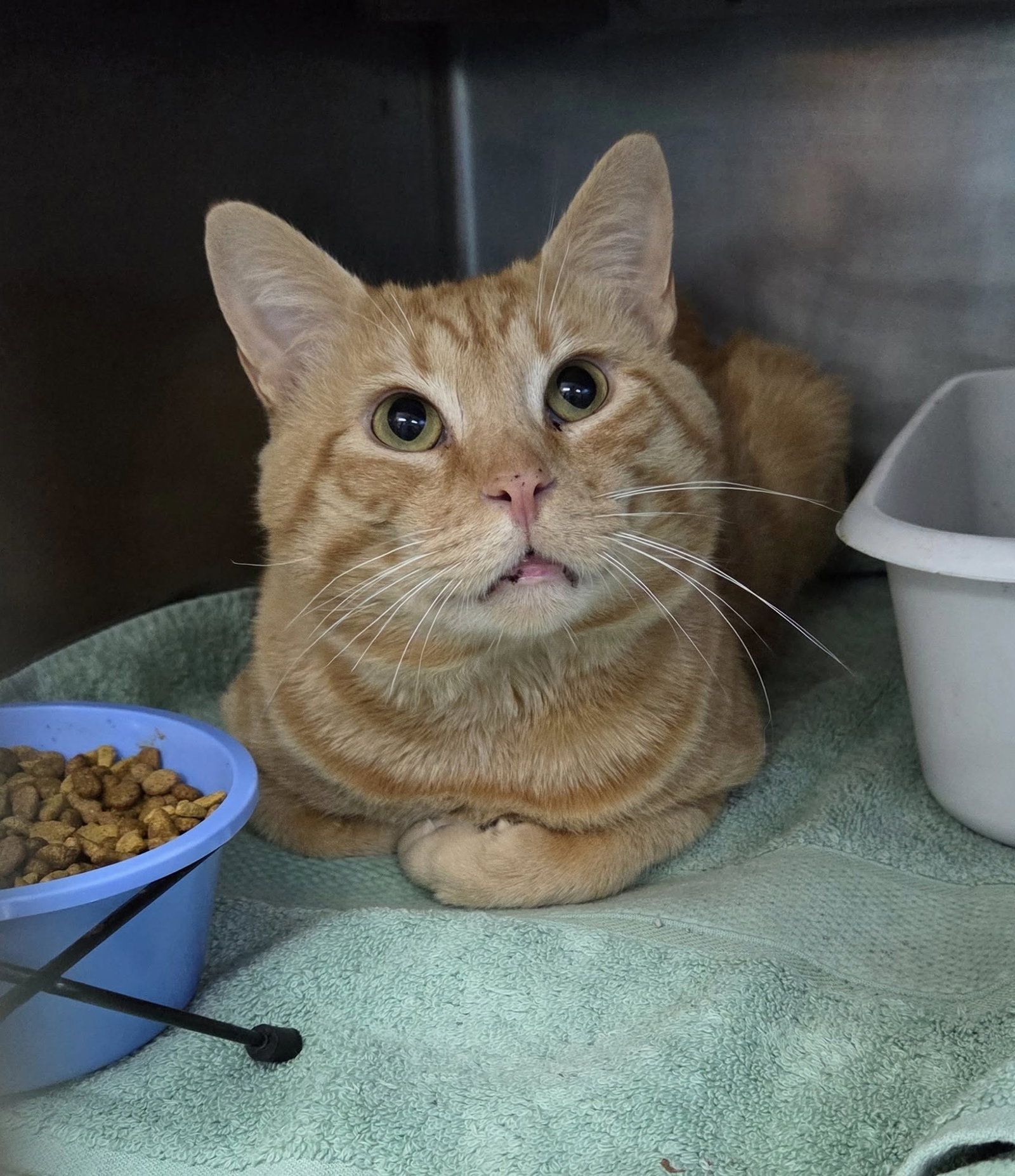 Cats for Adoption in Urbana, Maryland | Alpha Paw
