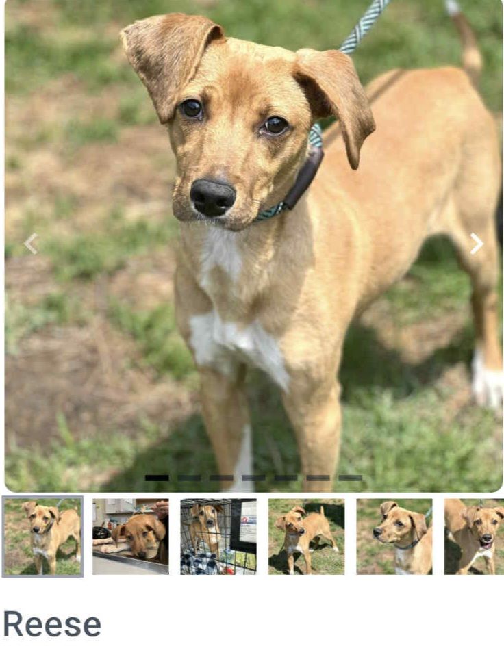 Dog adoption in Martinsburg, WV 25405: Terrier / Mixed Dog "Reese"