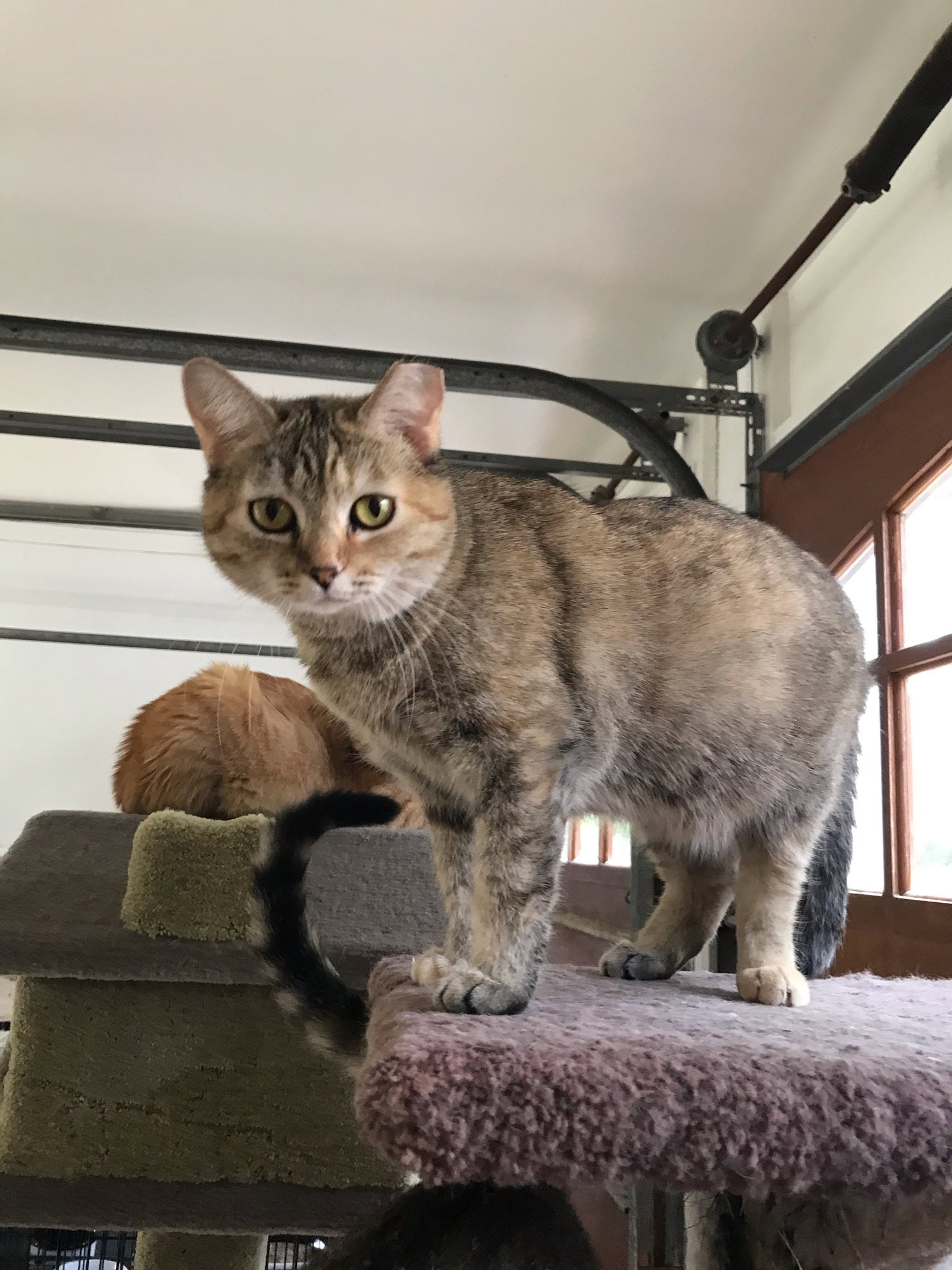 Cat adoption in Alpharetta, GA 30004: Tabby Cat "Julie"