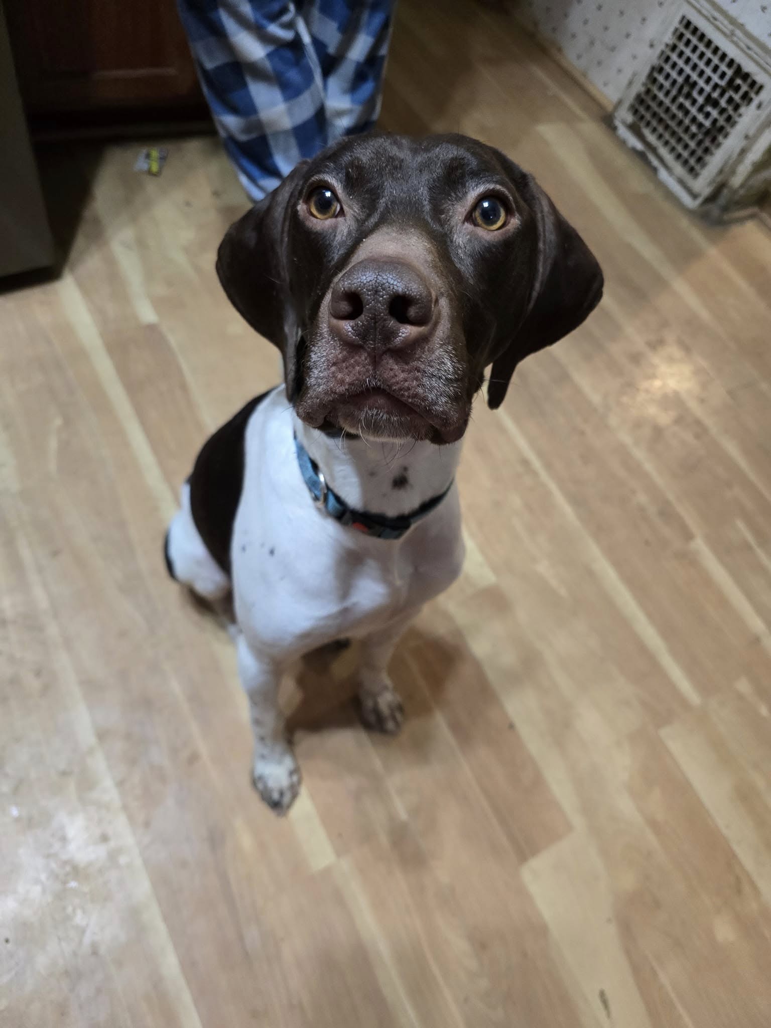 Kirby - Adoption Pending!'s Web Page