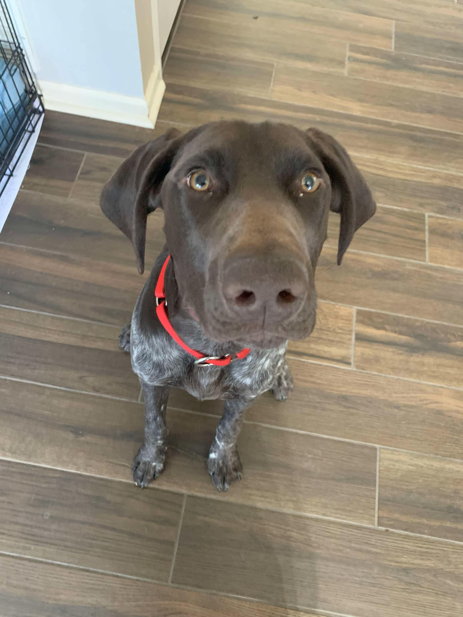 Duke's Web Page