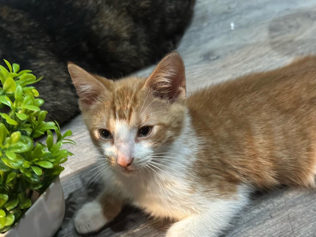 Cats for Adoption in Mount Dora, Florida | Alpha Paw
