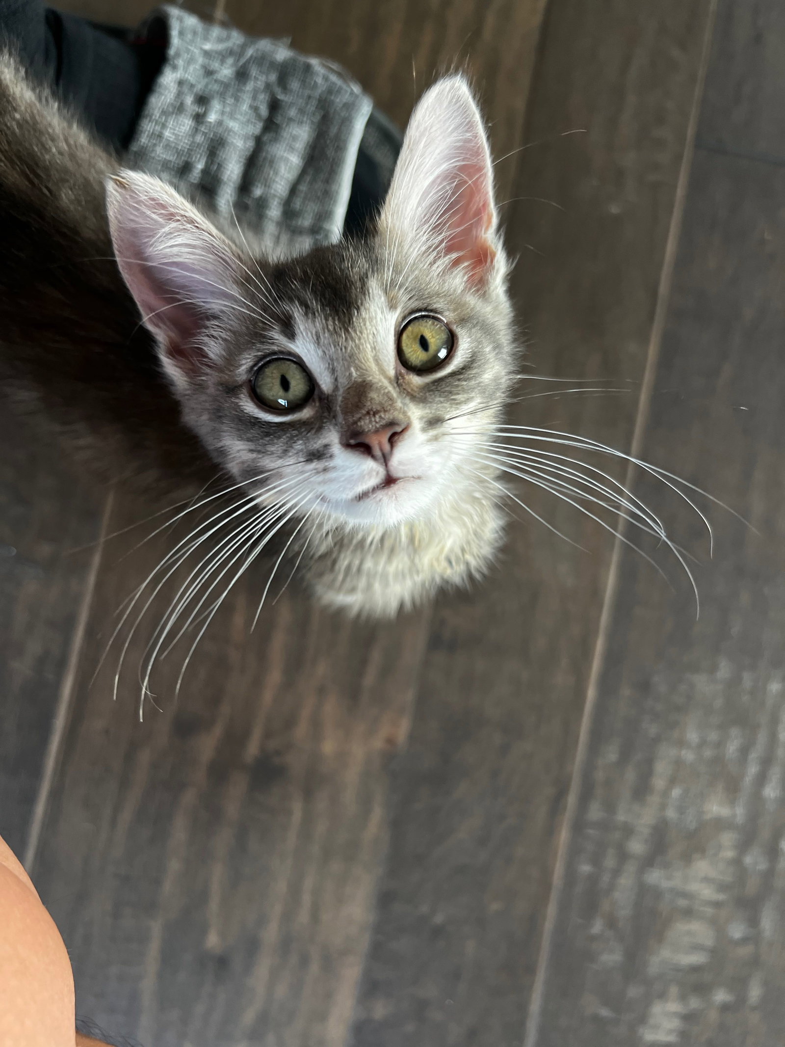 Cats for Adoption in New Smyrna Beach, Florida | Alpha Paw