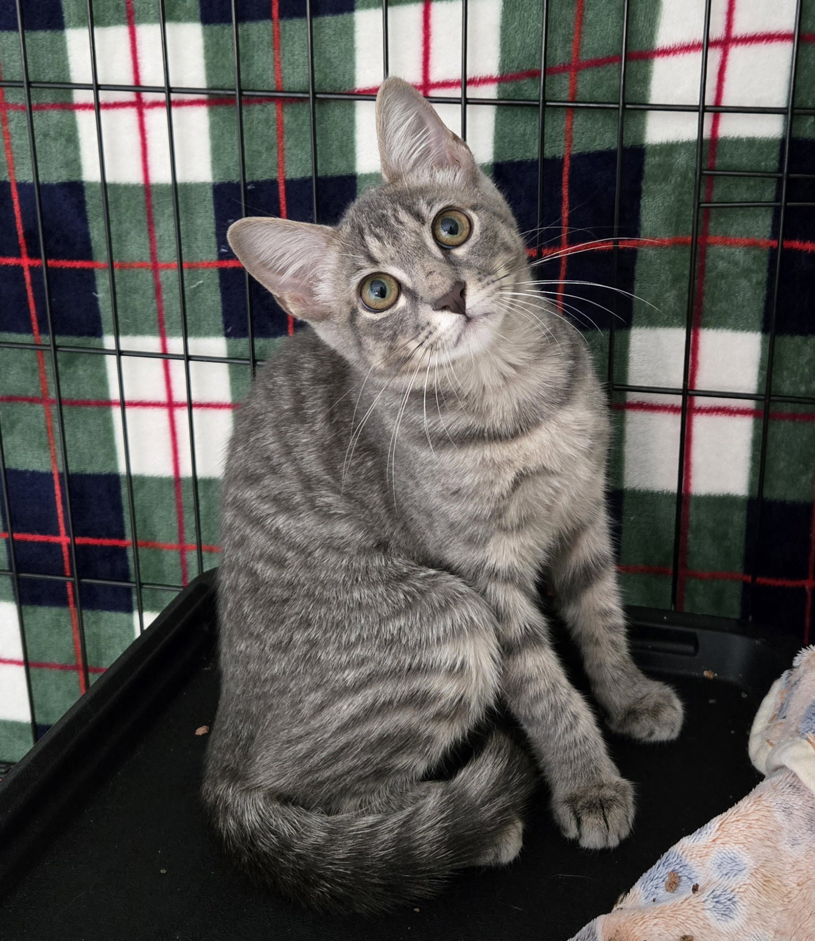 Pepper's Web Page