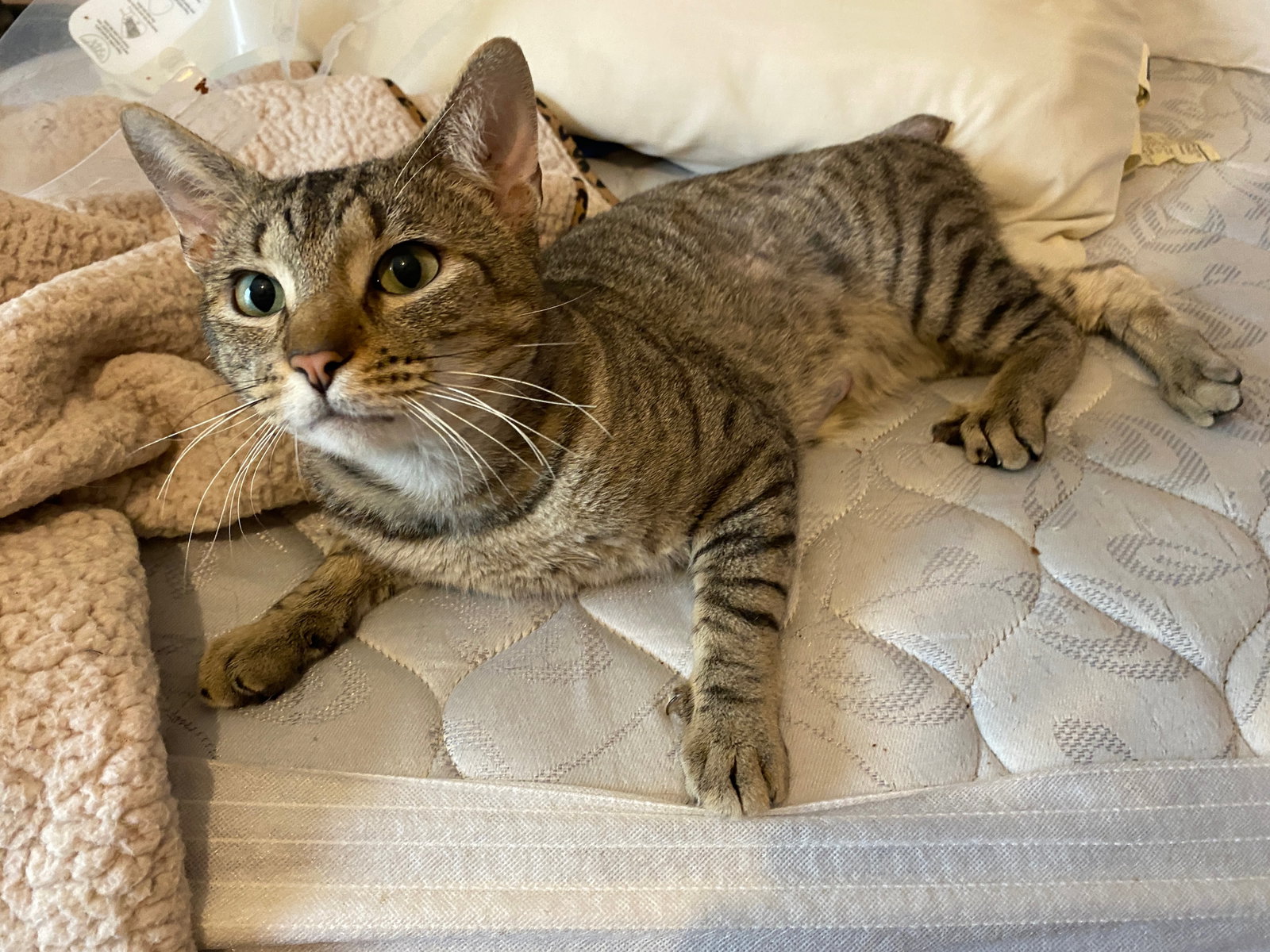 Cats for Adoption in Kissimmee, Florida | Alpha Paw