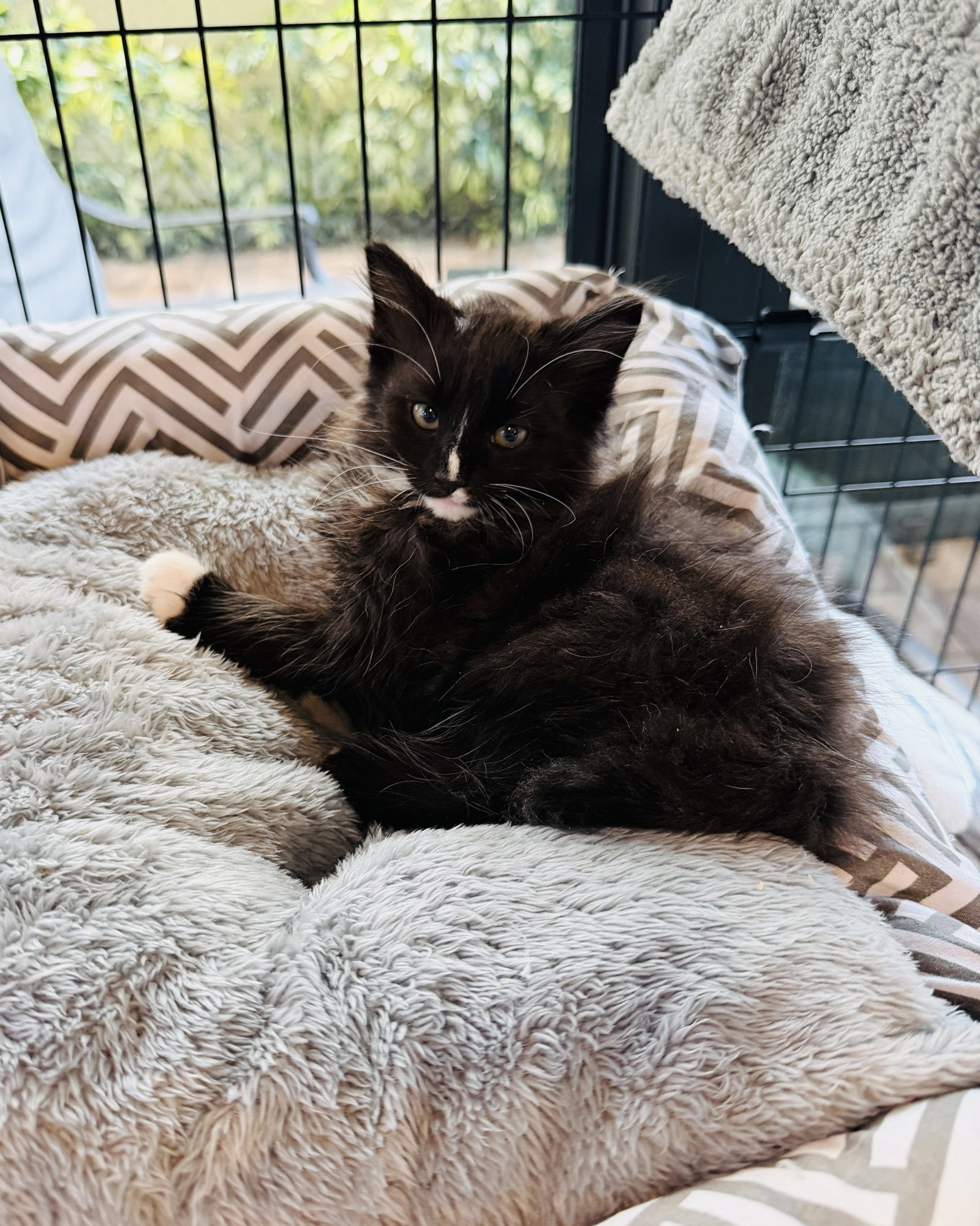 Cats for Adoption in Cocoa West, Florida | Alpha Paw