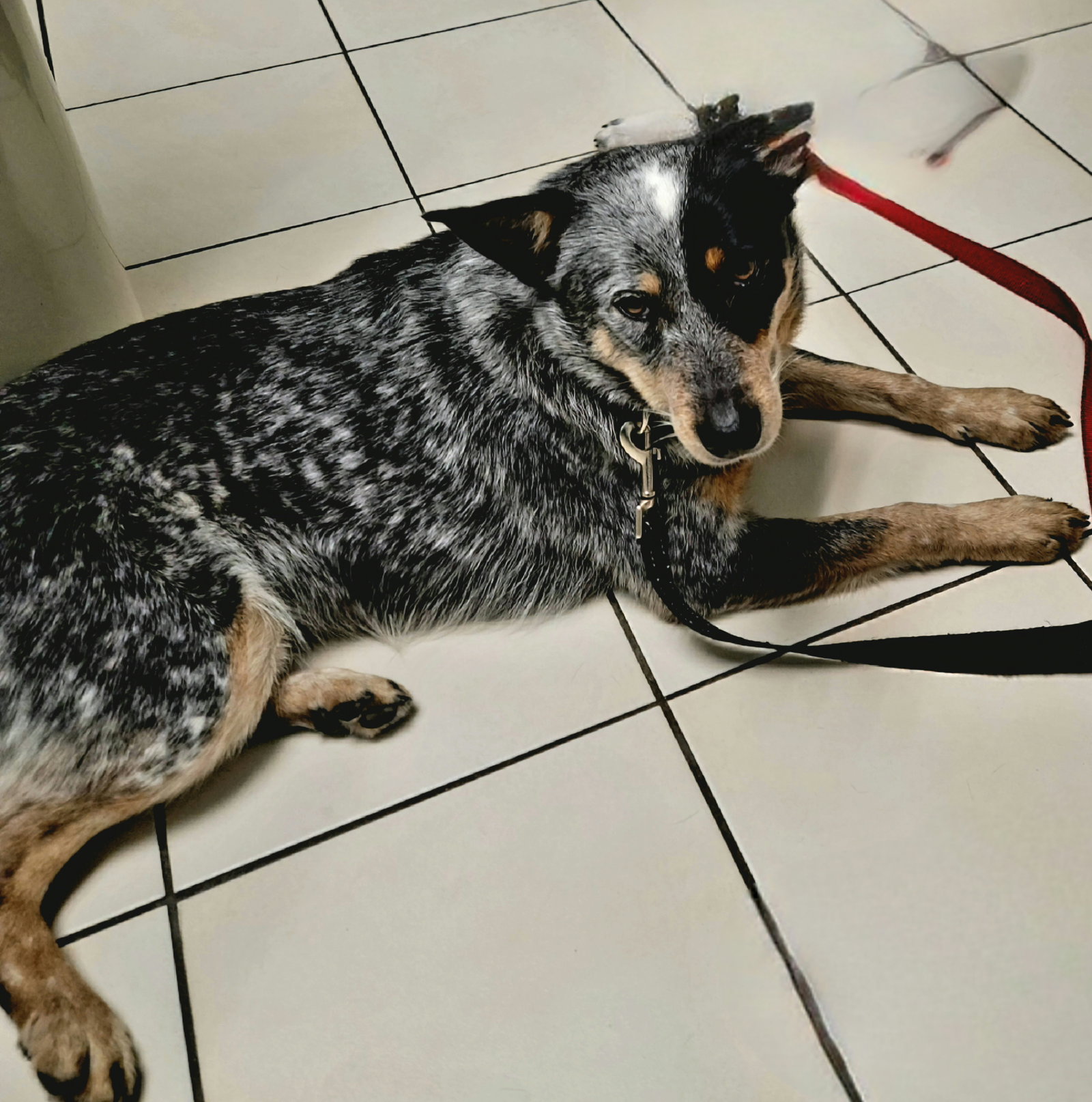 Dog for Adoption - Rose, a Australian Cattle Dog/Blue Heeler in ...