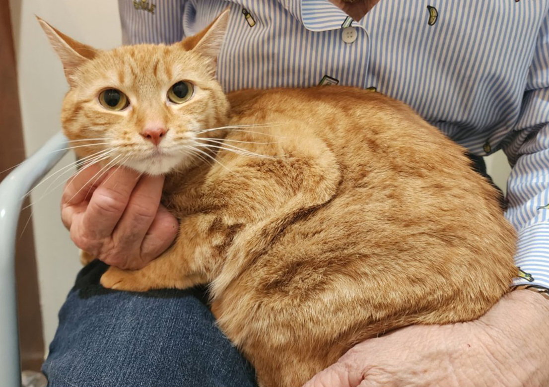 Cats for Adoption in Palm Beach, Florida | Alpha Paw