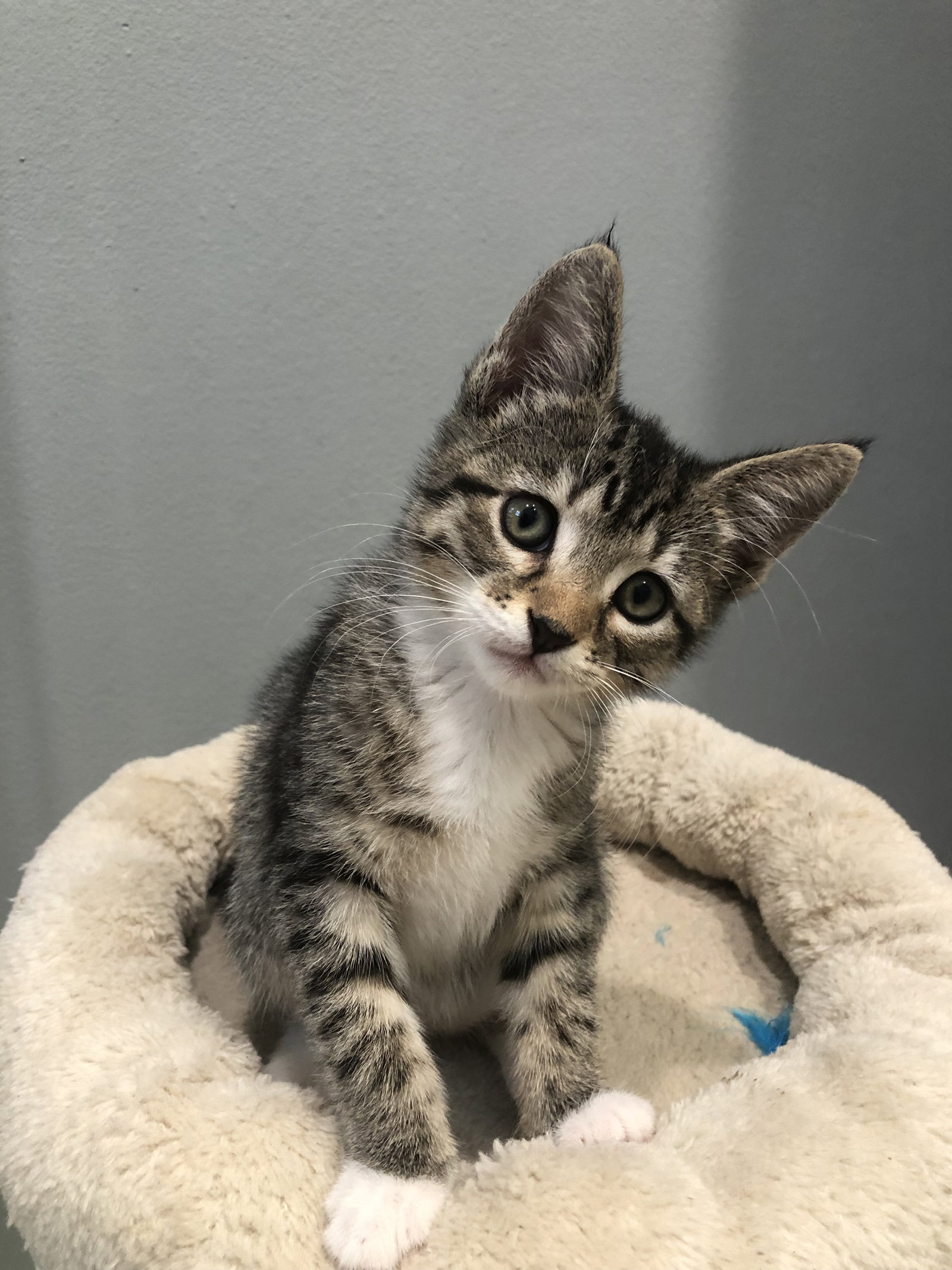Cats for Adoption in Surfside, Florida | Alpha Paw