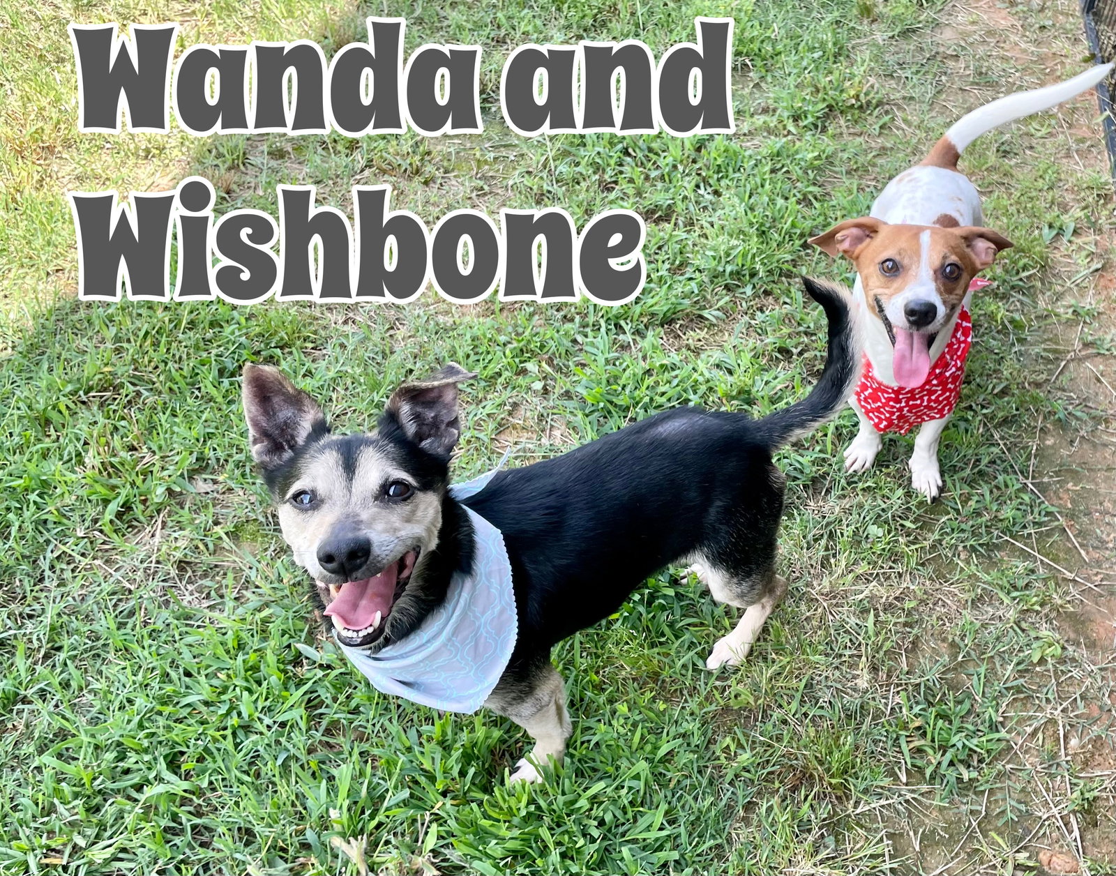Dog for Adoption - Wishbone and Wanda BONDED PAIR in Texarkana TX, a ...