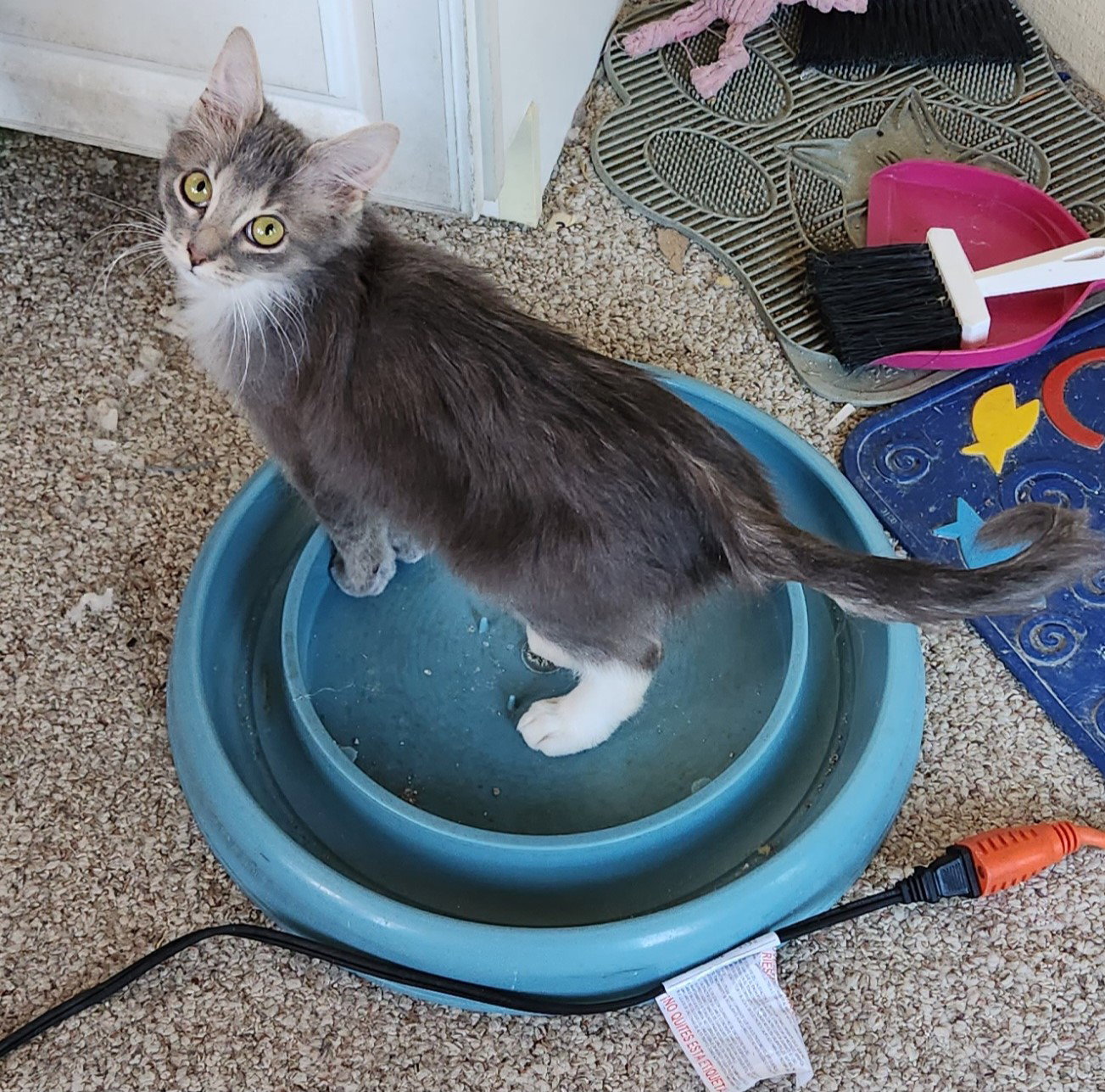 Cats for Adoption in Southern Gateway, Virginia | Alpha Paw