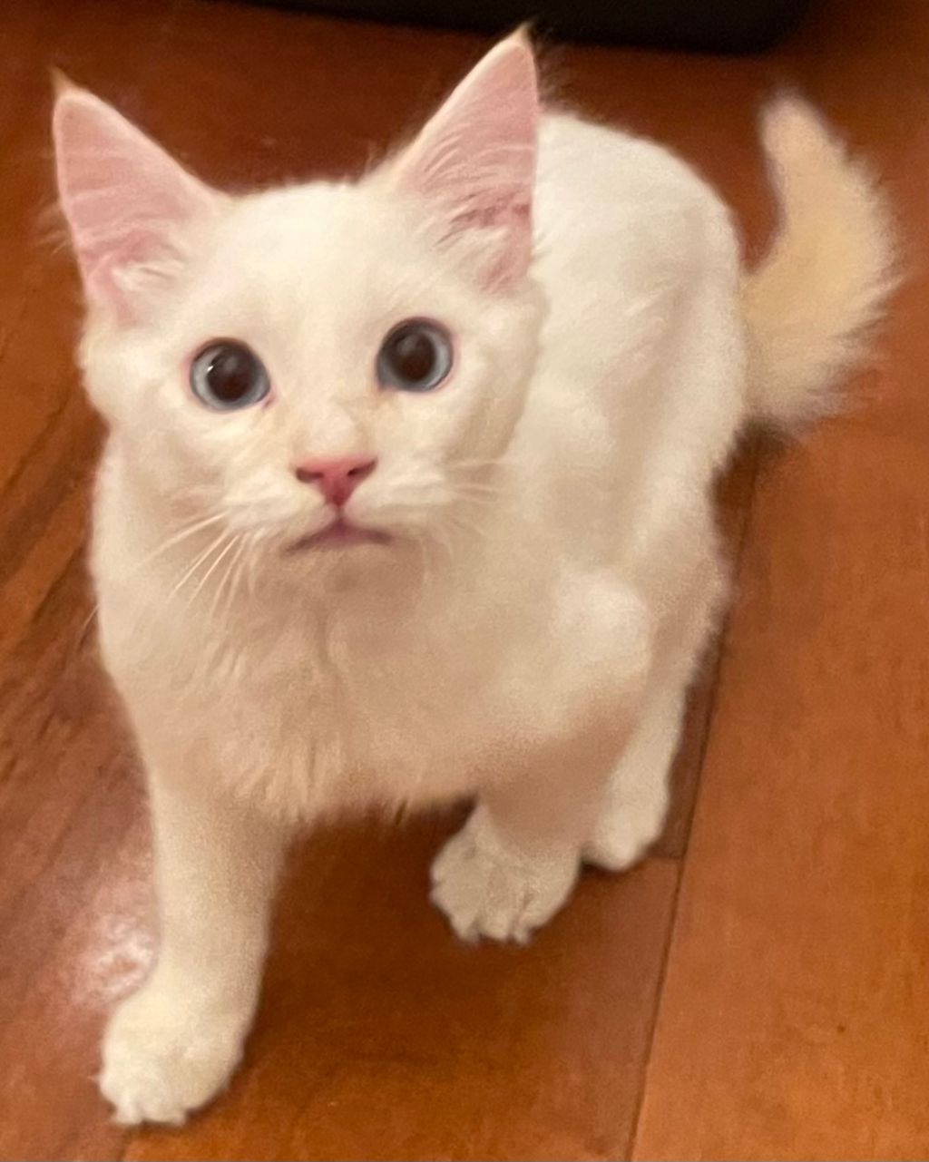 Cats for Adoption in Laurel, Maryland | Alpha Paw