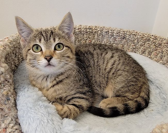 Cats for Adoption in Laurel, Maryland | Alpha Paw