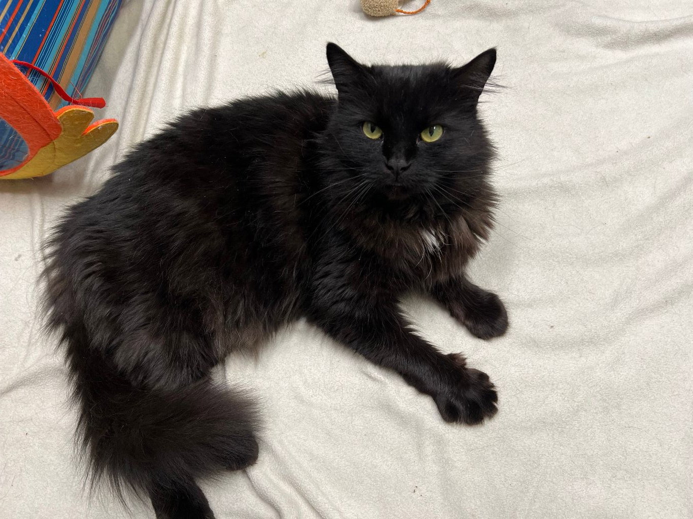 Cats for Adoption in Prince Georges County, Maryland | Alpha Paw