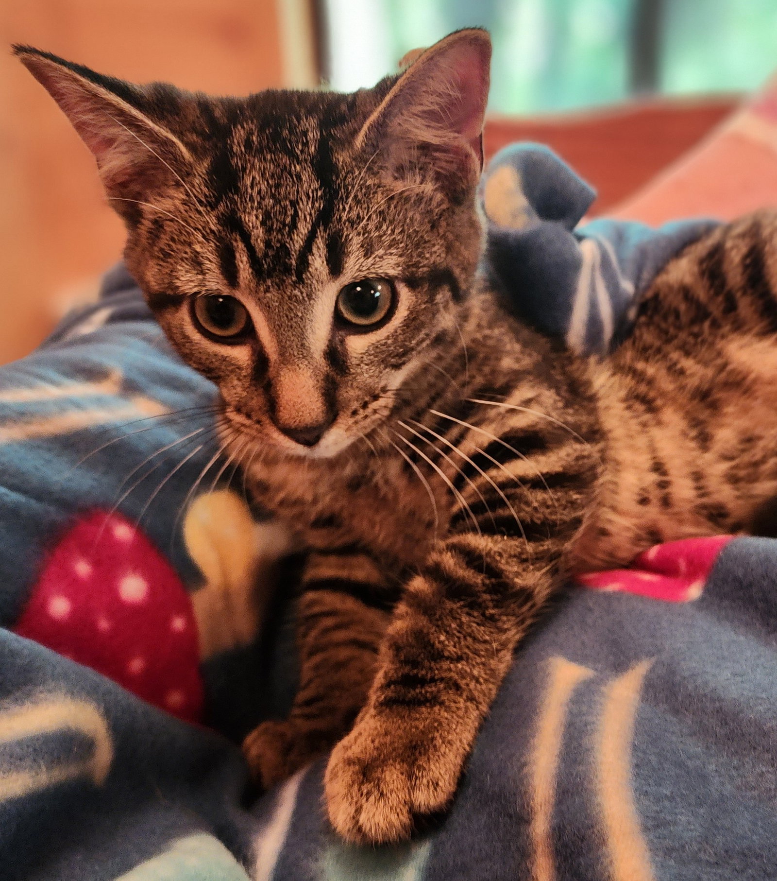 Twix's Web Page