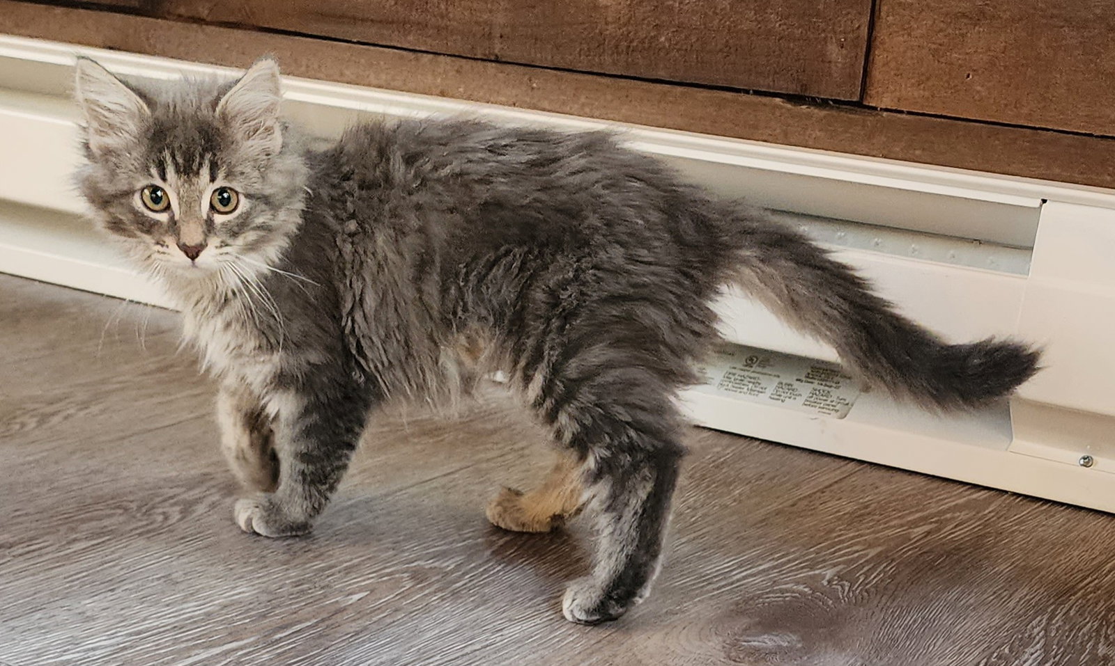 Cats for Adoption in West Saint Paul, Minnesota | Alpha Paw