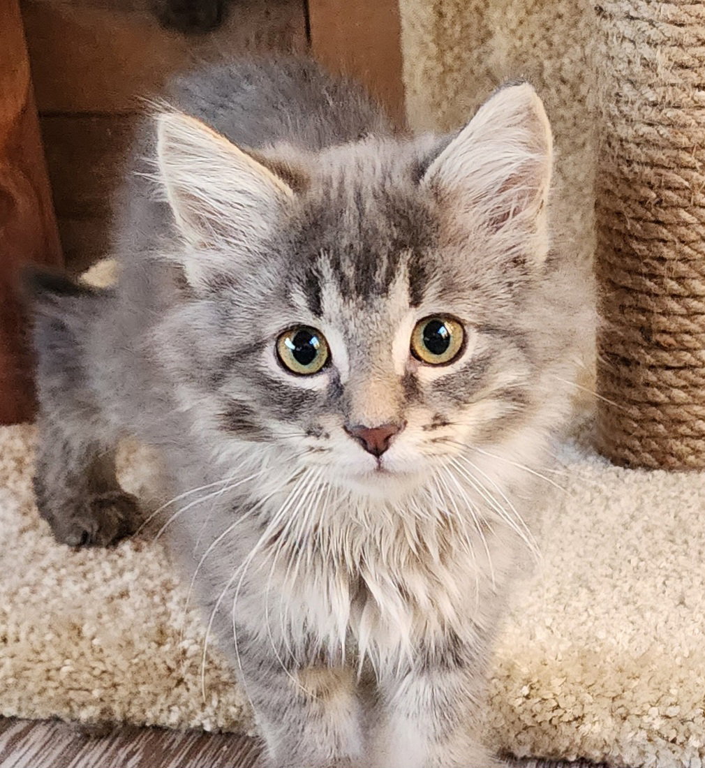 Cats for Adoption in West Saint Paul, Minnesota | Alpha Paw
