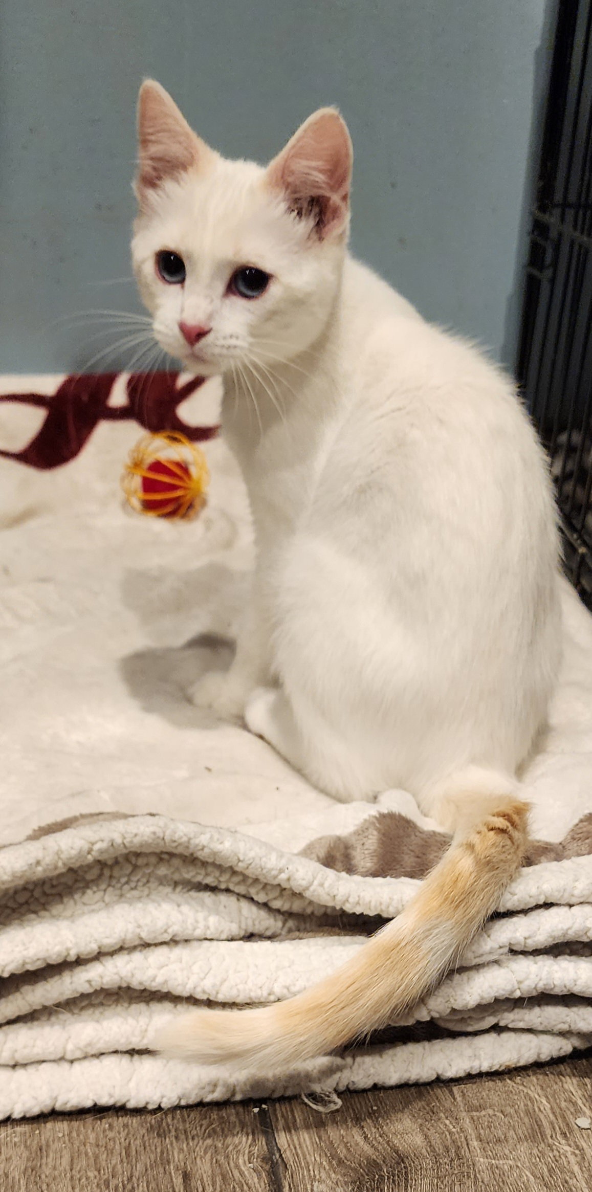Tango's Web Page