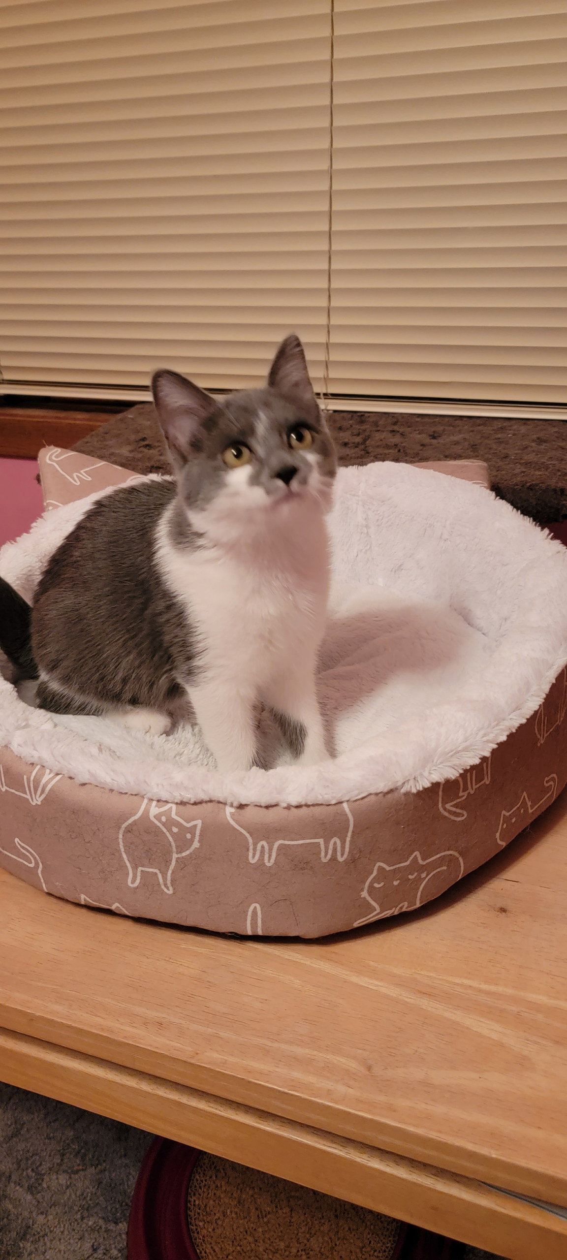 Strudel's Web Page
