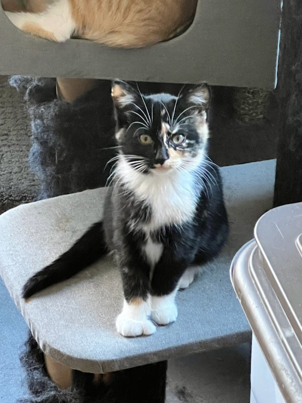 Cats for Adoption in Watertown, Minnesota | Alpha Paw