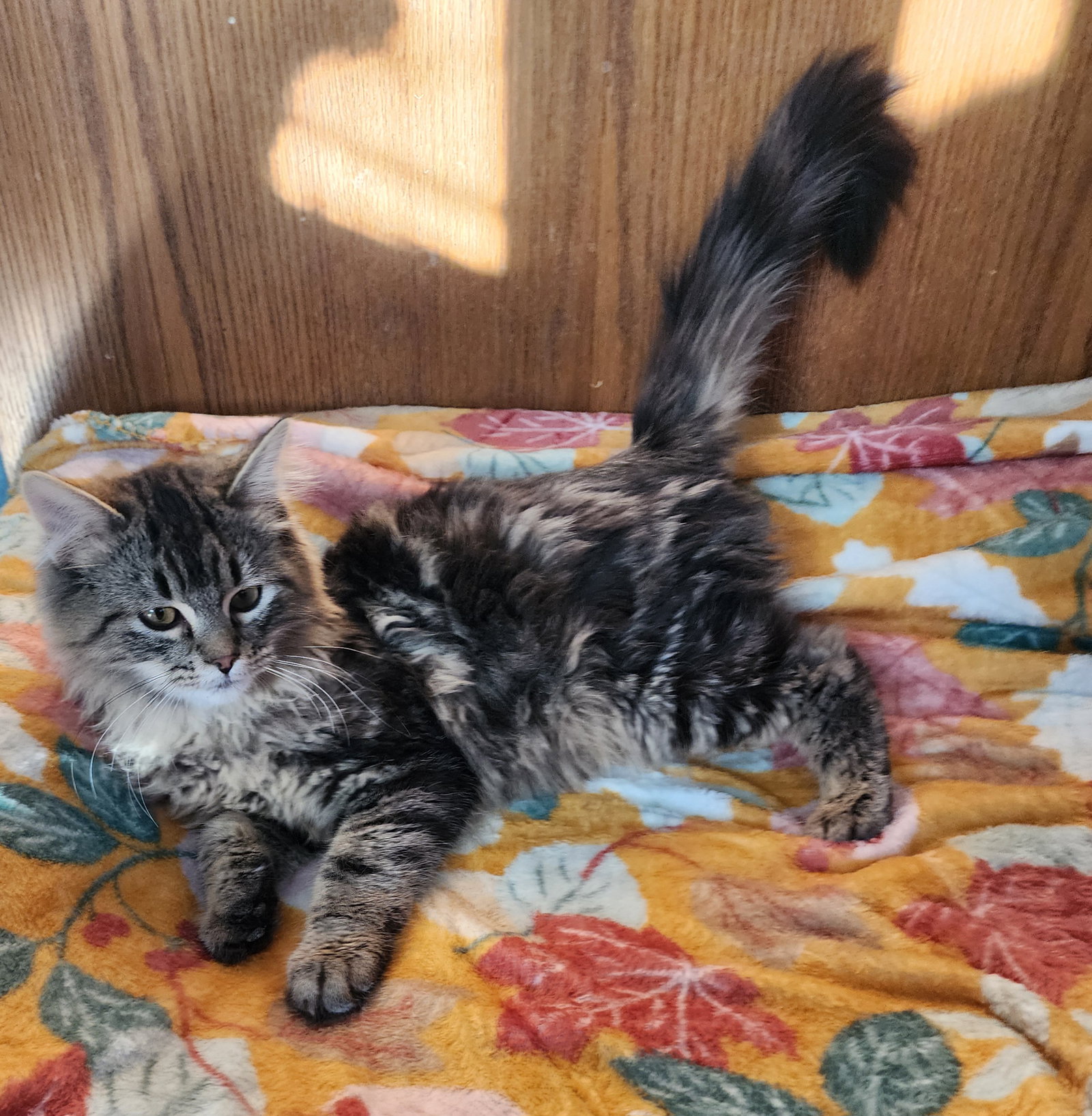 Cats for Adoption in White Bear Lake, Minnesota | Alpha Paw
