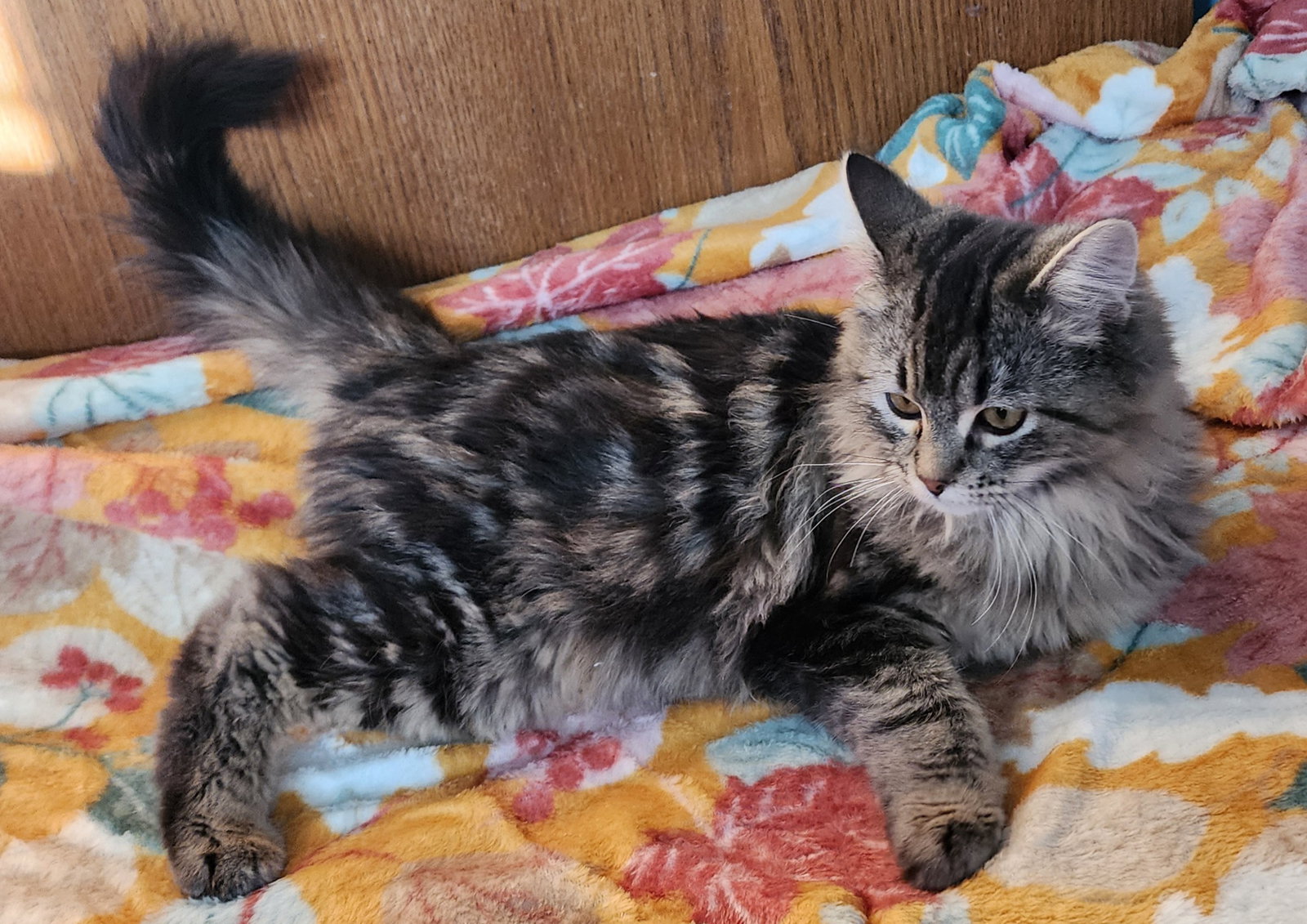 Cats for Adoption in White Bear Lake, Minnesota | Alpha Paw