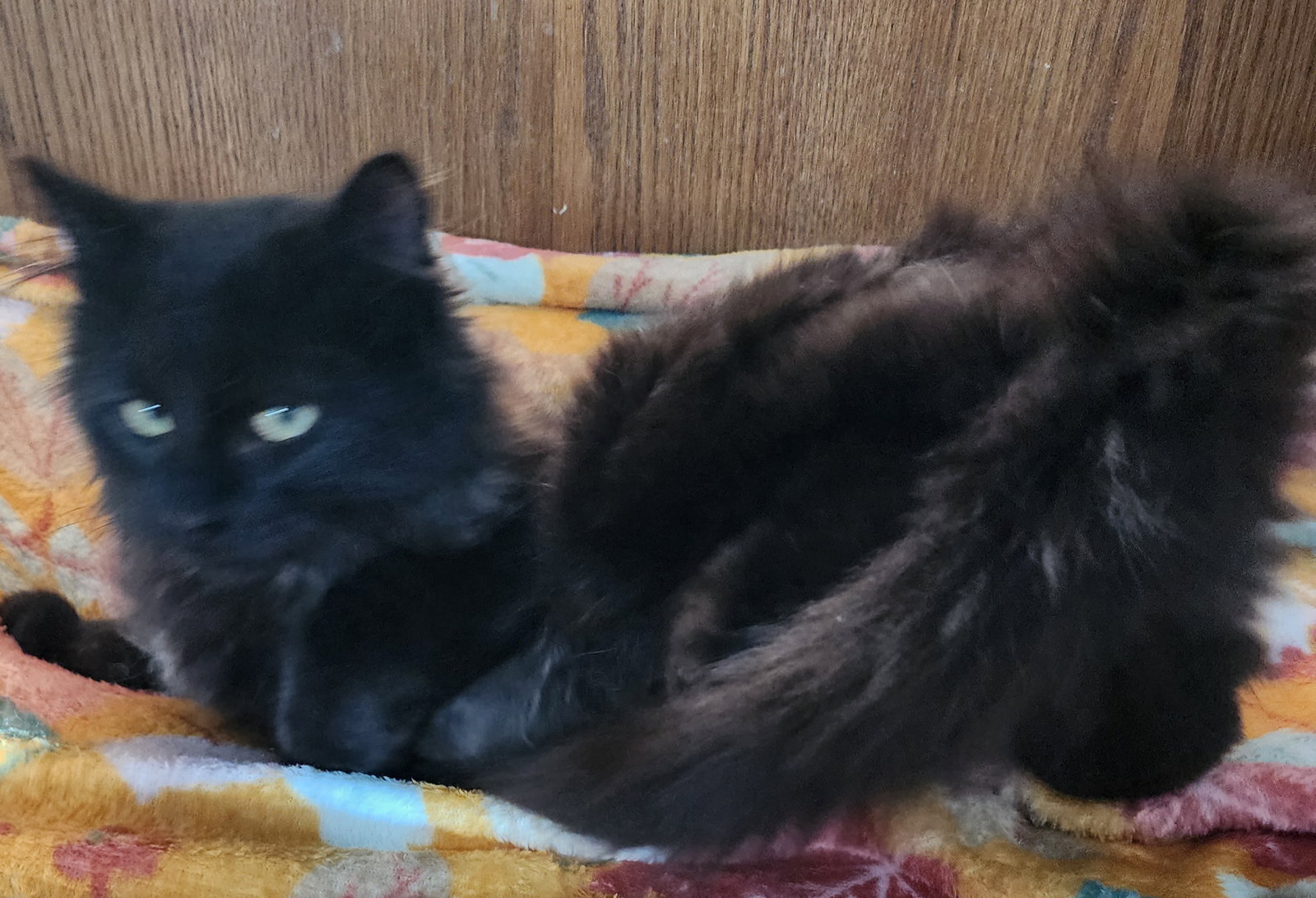Cats for Adoption in White Bear Lake, Minnesota | Alpha Paw