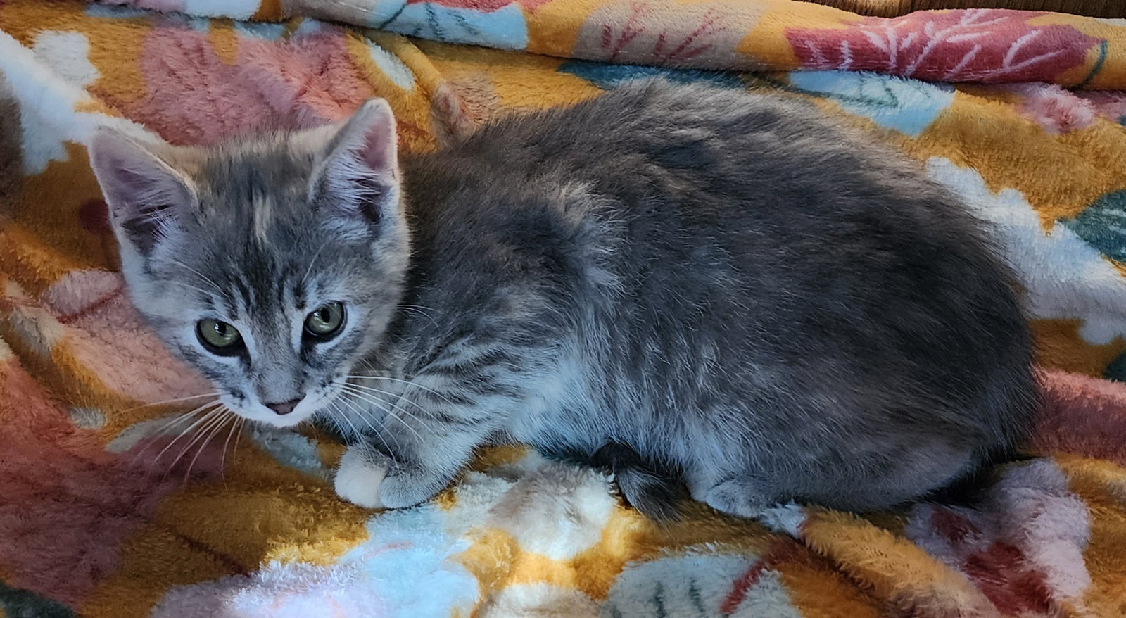 Cats for Adoption in Columbus, Minnesota | Alpha Paw