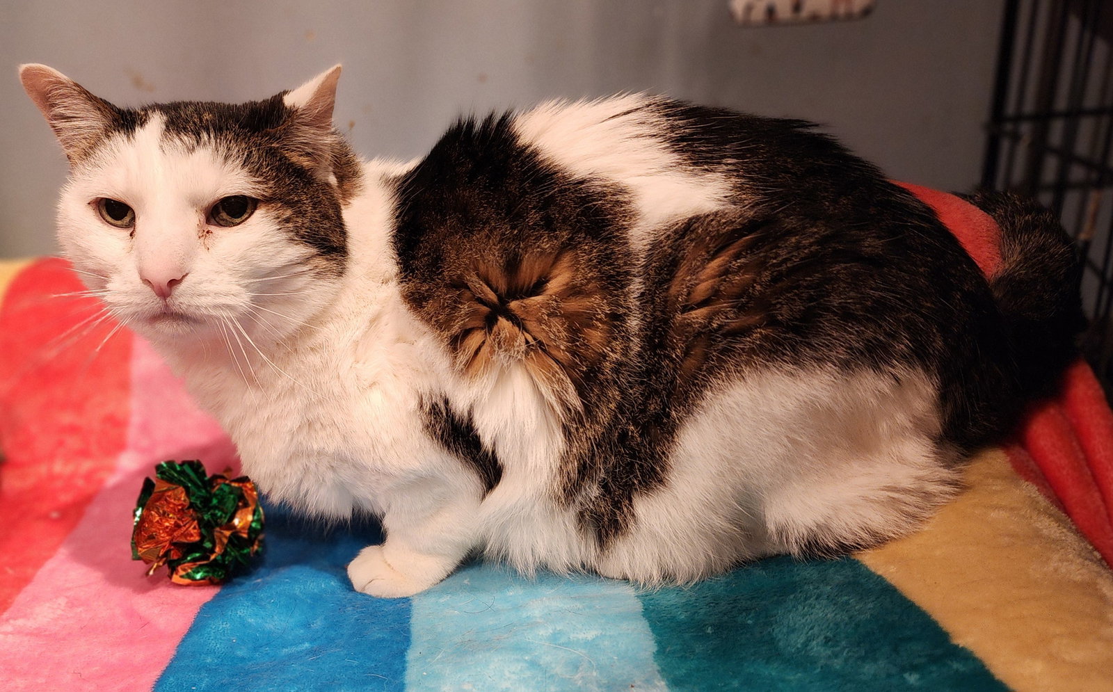 Cats for Adoption in Waconia, Minnesota | Alpha Paw