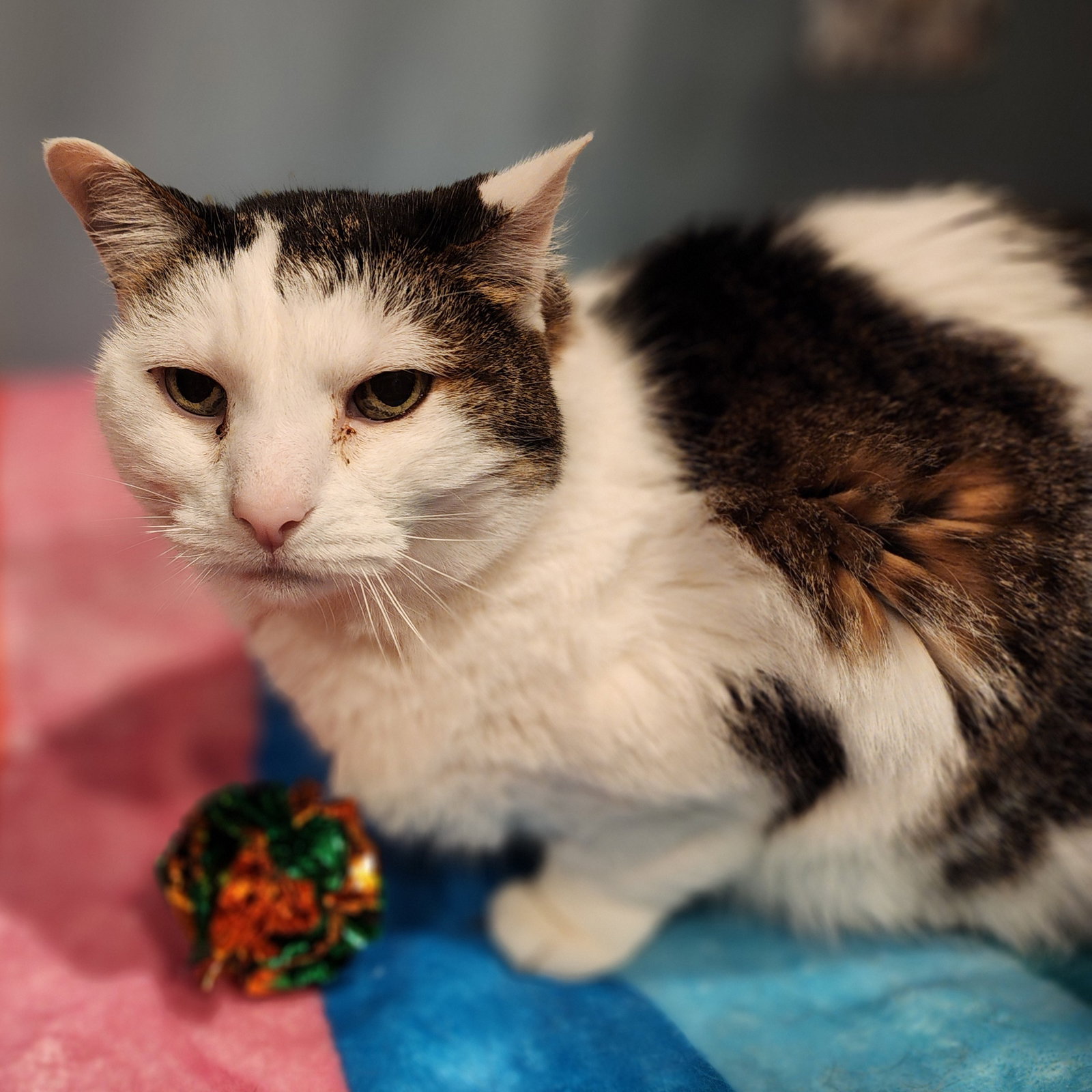 Cats for Adoption in Waconia, Minnesota | Alpha Paw