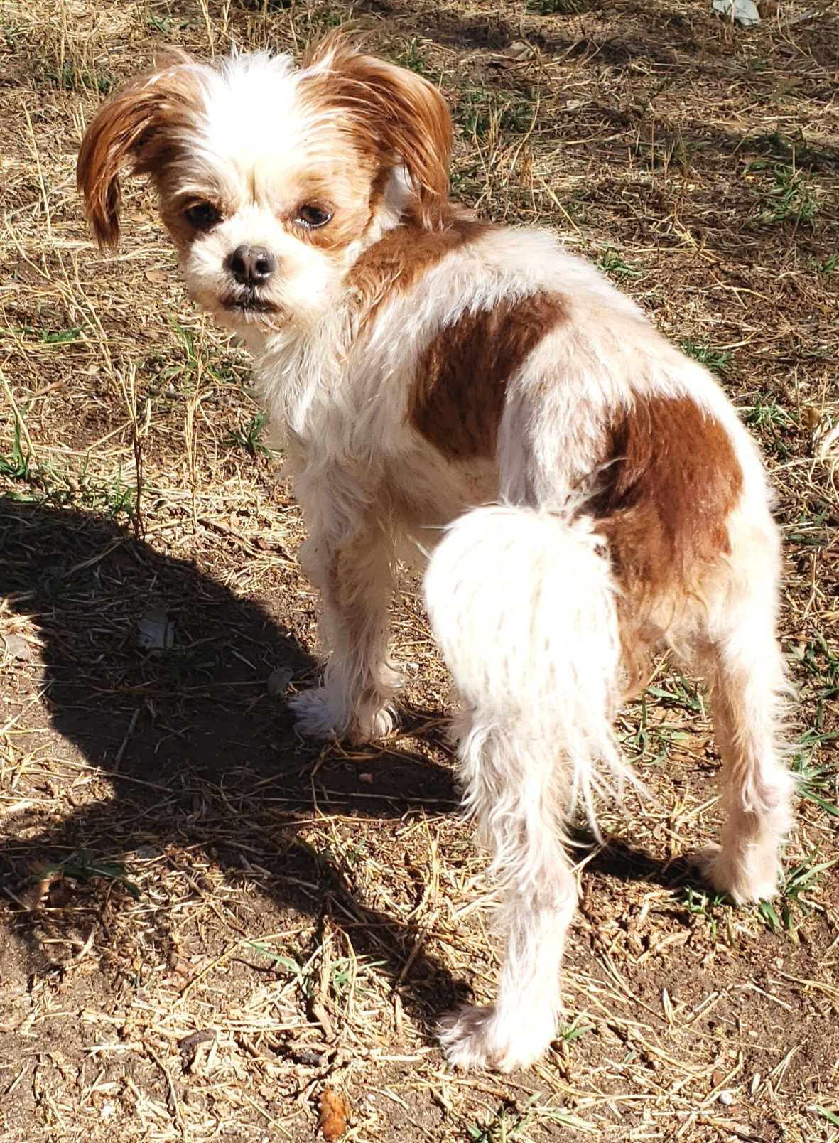 Dog for Adoption - Chico, a Shih Tzu in Fredericksburg, TX | Alpha Paw