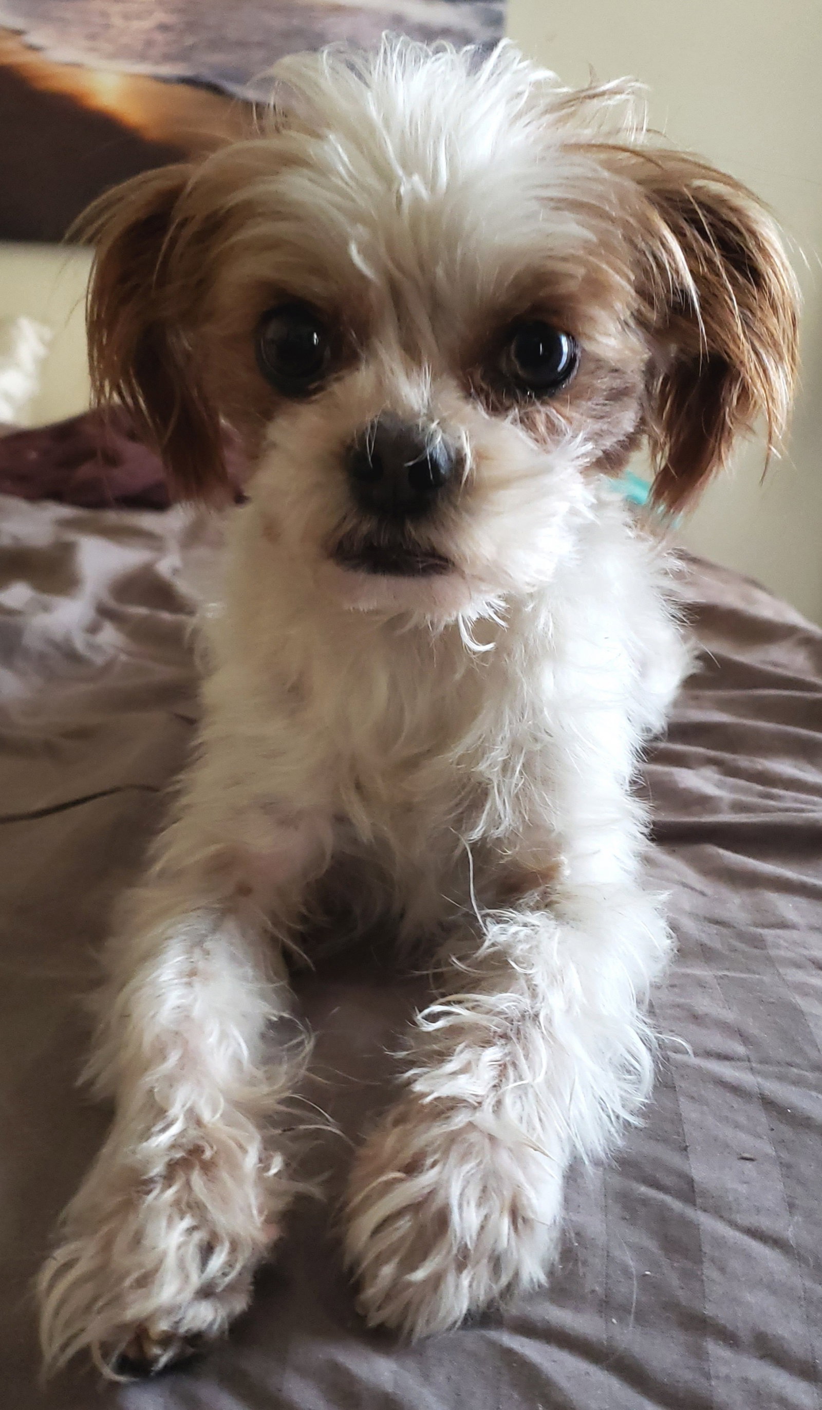 Dog for Adoption - Chico, a Shih Tzu in Fredericksburg, TX | Alpha Paw