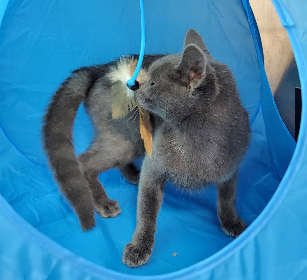 Cats for Adoption in Cahaba Heights, Alabama | Alpha Paw